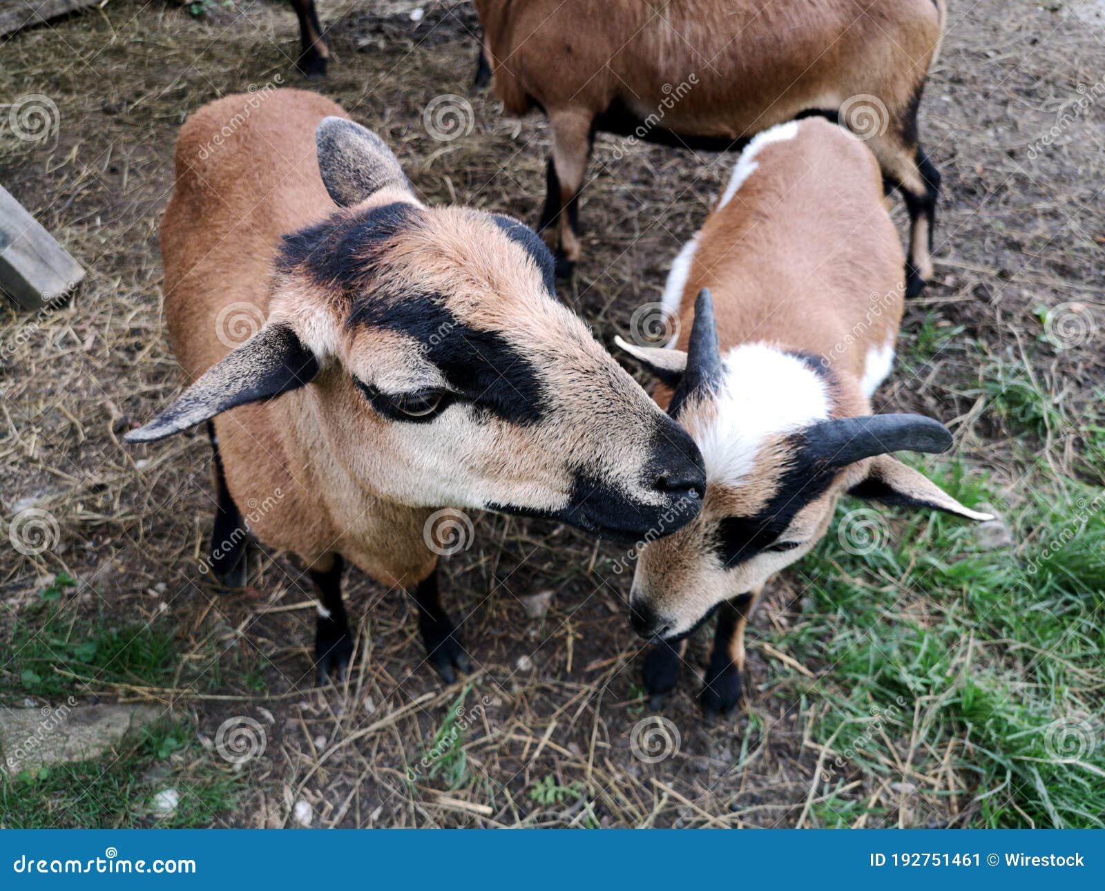 High Angle Shot of Brown Goats Under the Sunlight Stock Image - Image ...