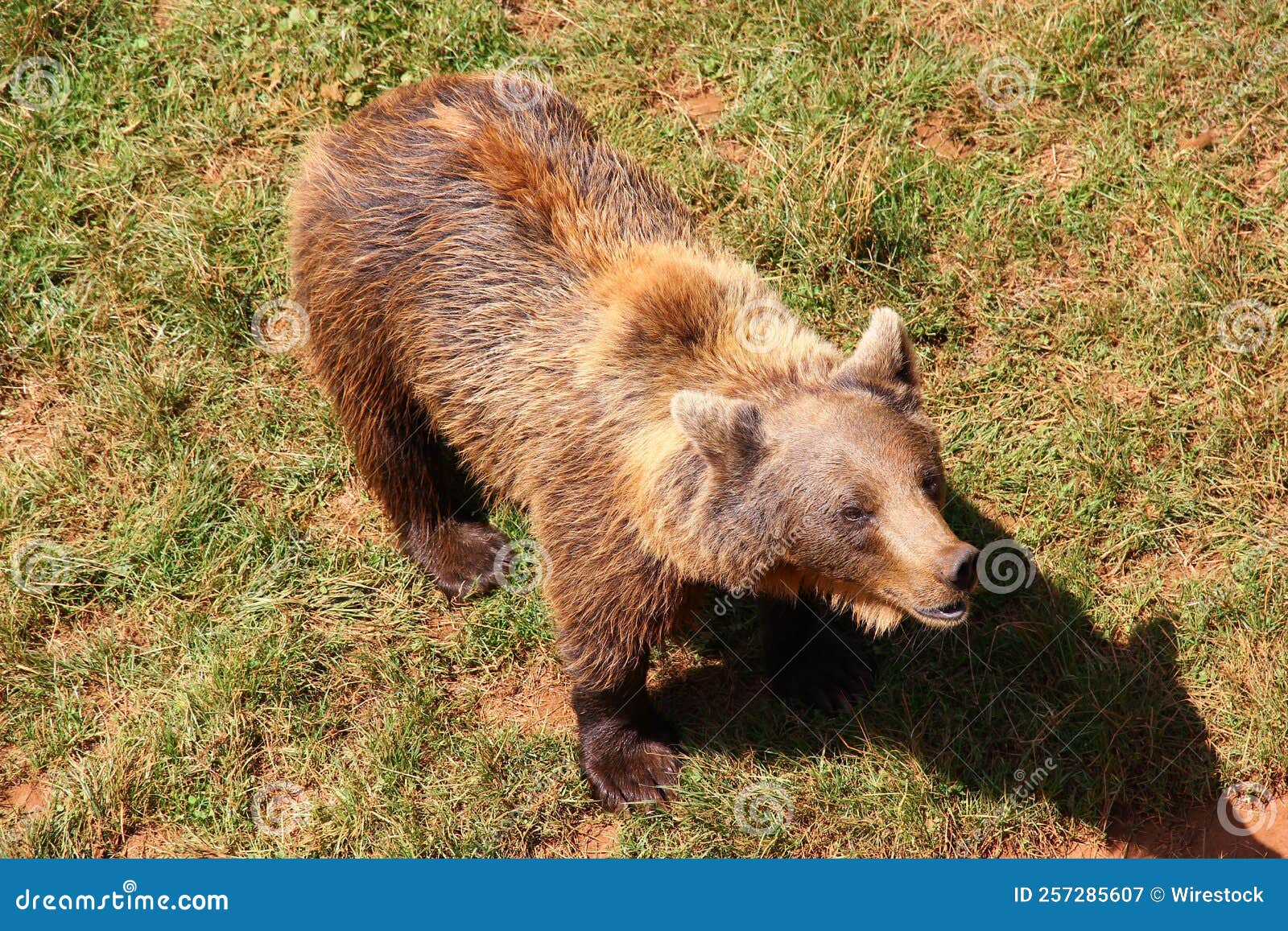 High Angle Shot of a Brown Grizzly Bear on a Field Stock Image - Image ...