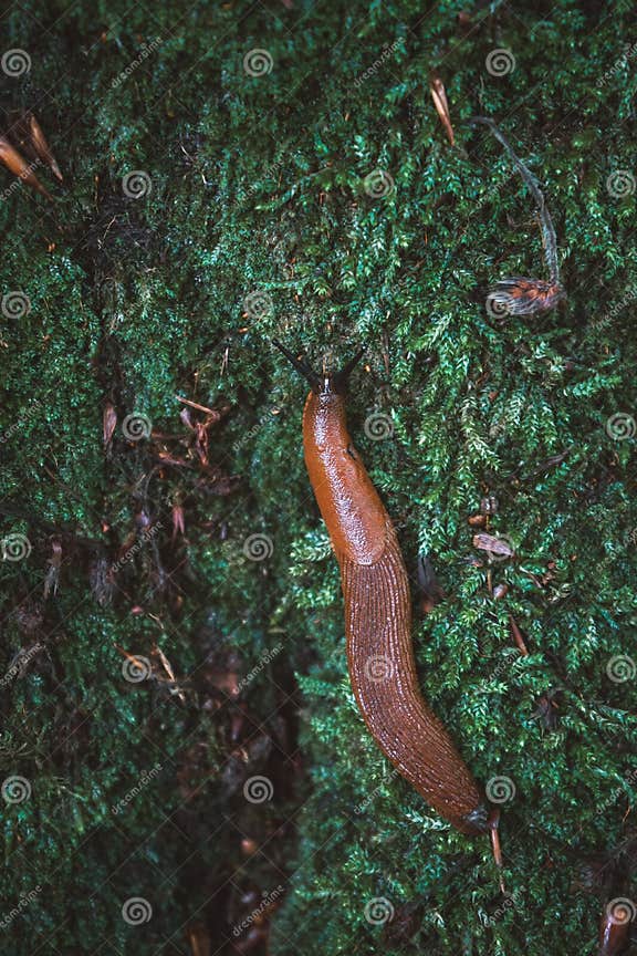 High Angle Shot of a Brown Slug on a Green Surface Stock Image - Image ...