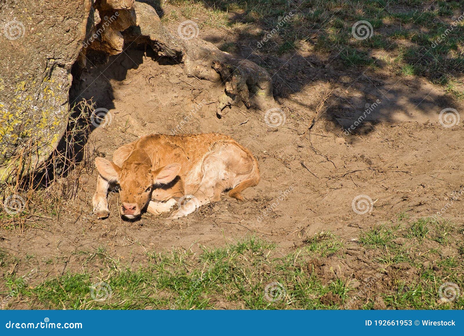 High Angle Shot of a Calf Sleeping on the Ground Under a Tree Stock ...