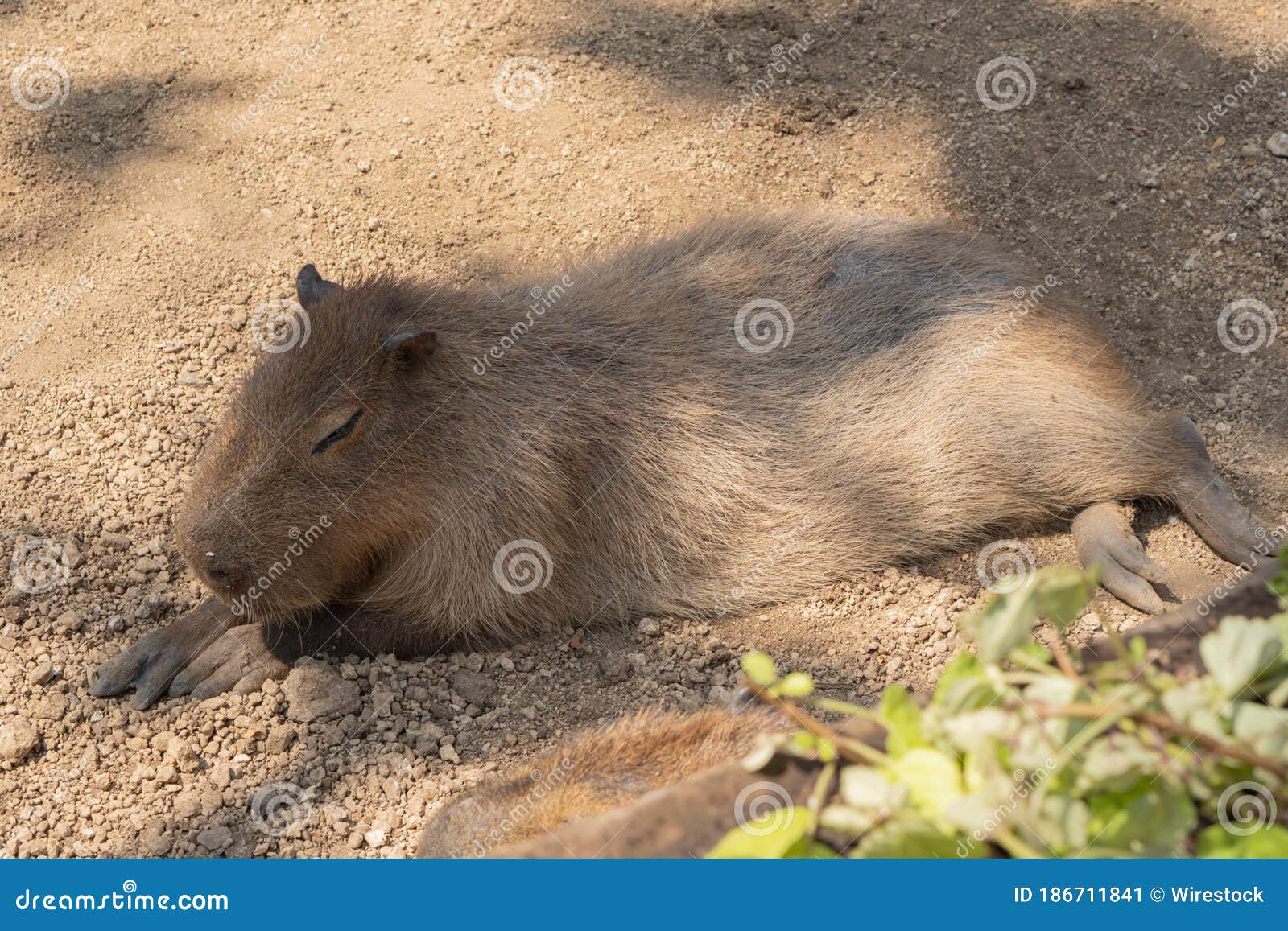 High Angle Shot of a Capybara Laying on the Soil Ground with Leaves on ...