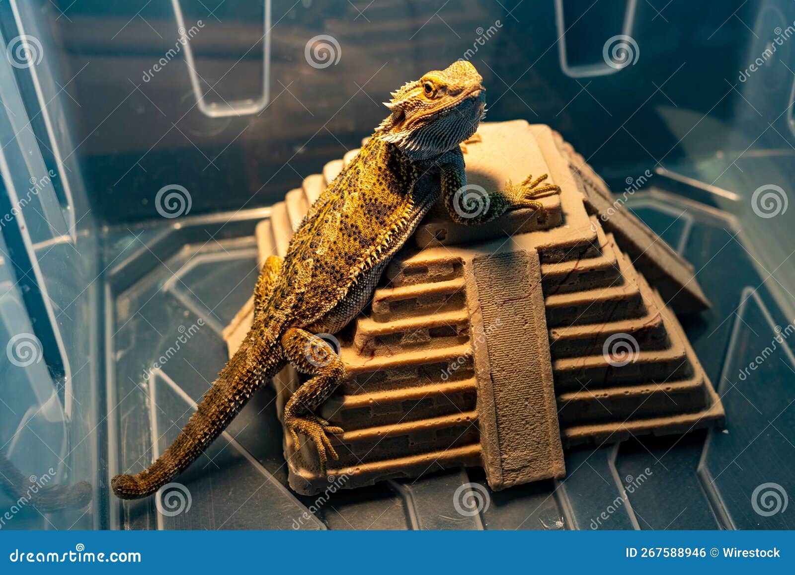 High Angle Shot of a Central Bearded Dragon Leaned on a Pyramid-like ...