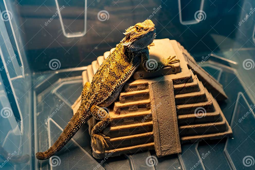 High Angle Shot of a Central Bearded Dragon Leaned on a Pyramid-like ...