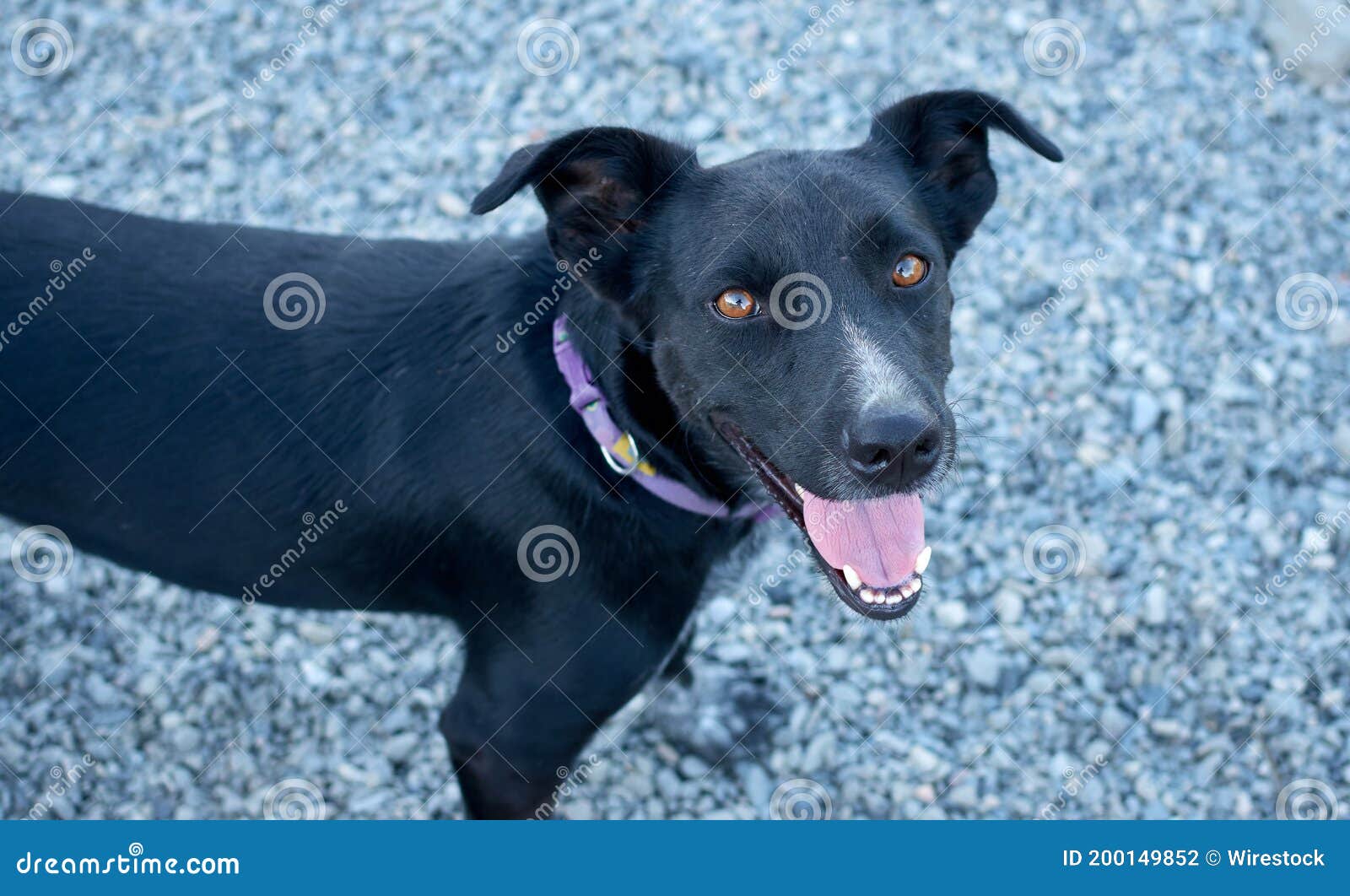 High Angle Shot of a Cheerful Black Majorca Shepherd Dog on the Ground ...