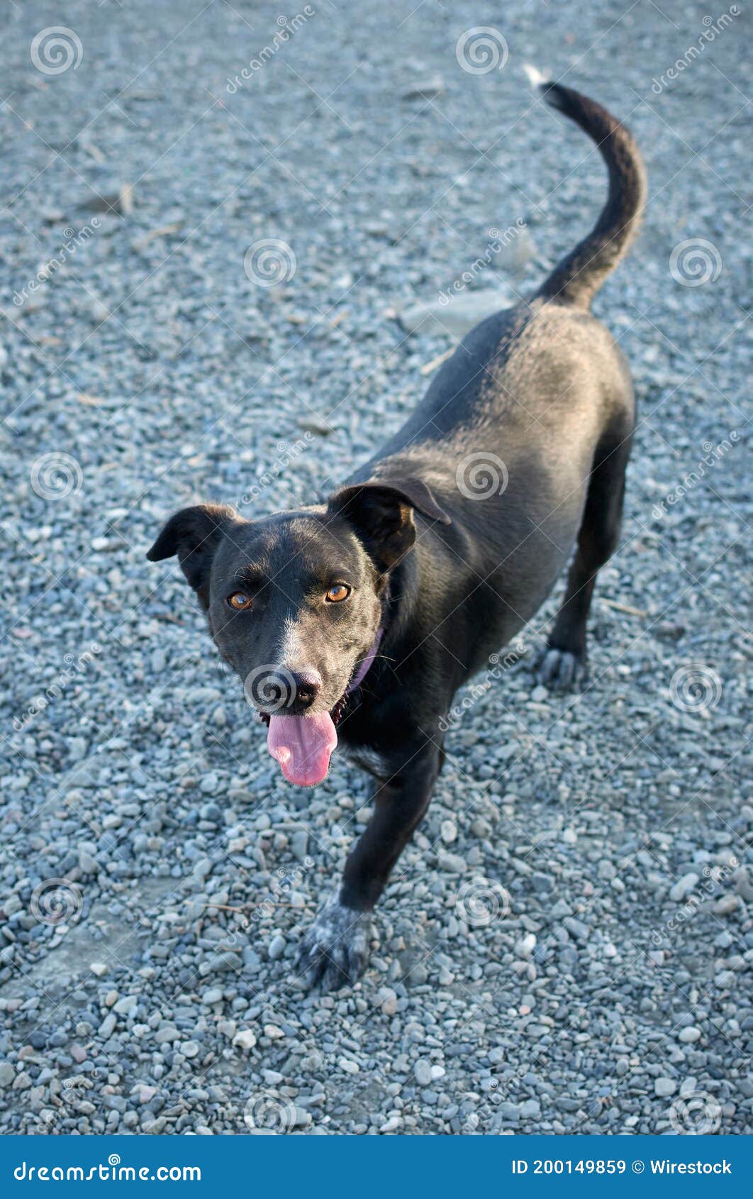 Is A Majorca Shepherd Dog A Good Family Dog