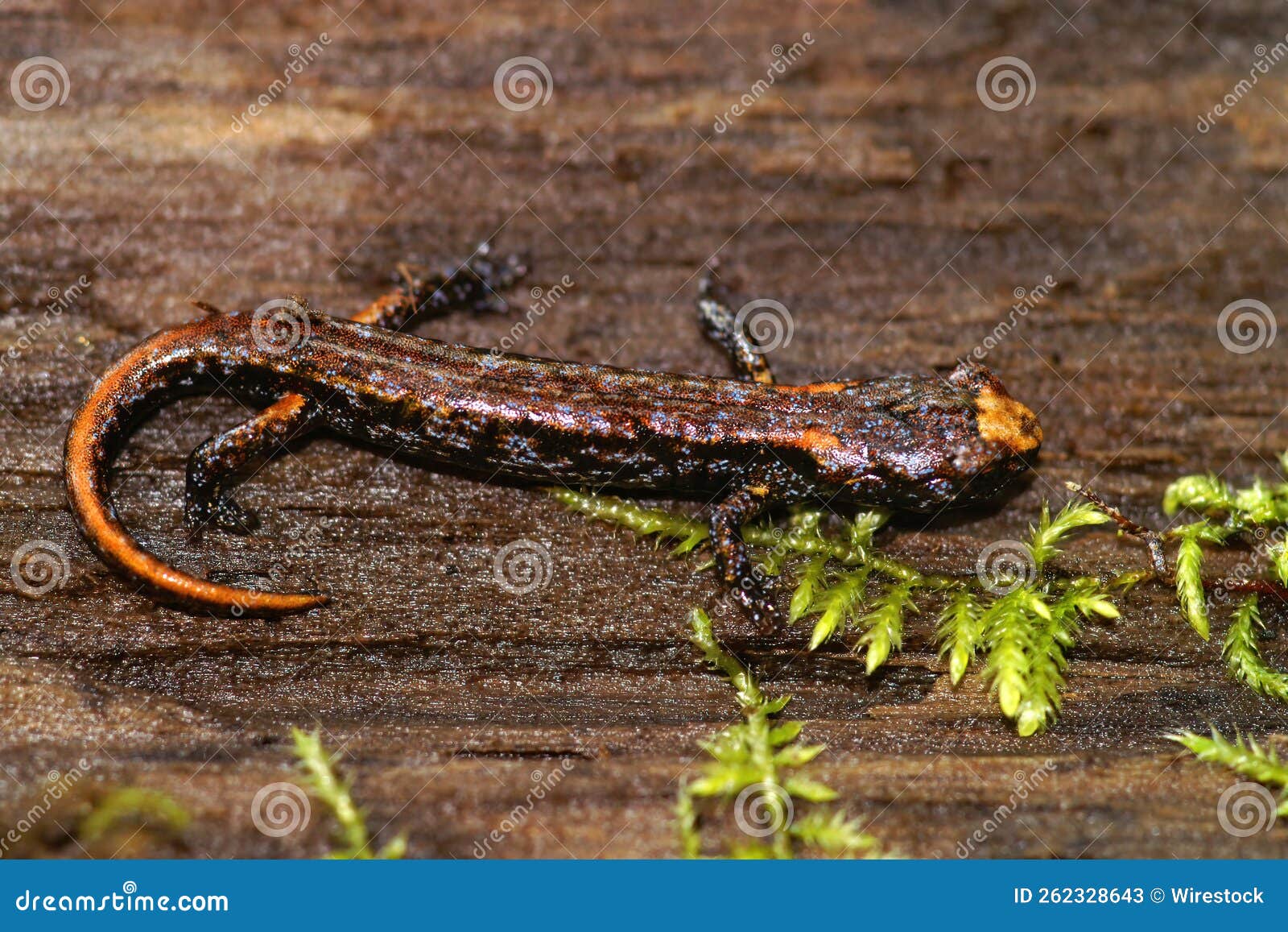 High Angle Shot of Clouded Salamander on an Old Tree Bark Stock Image ...