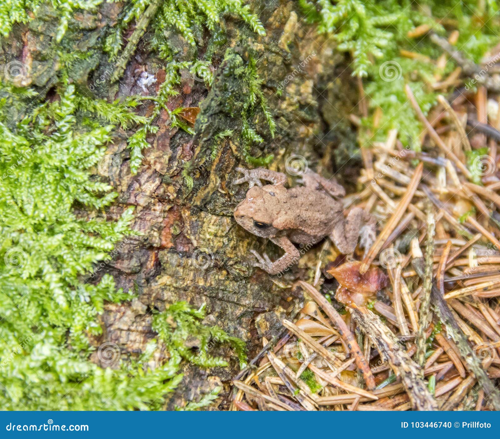 Small common toad stock photo. Image of animal, close - 103446740