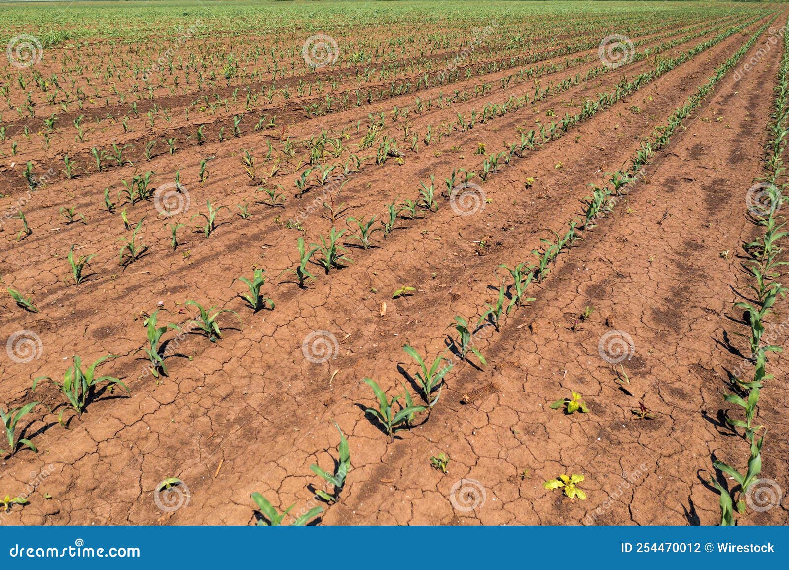 High Angle Shot of Corn (zea Mays) Seedlings in a Field Stock Photo ...