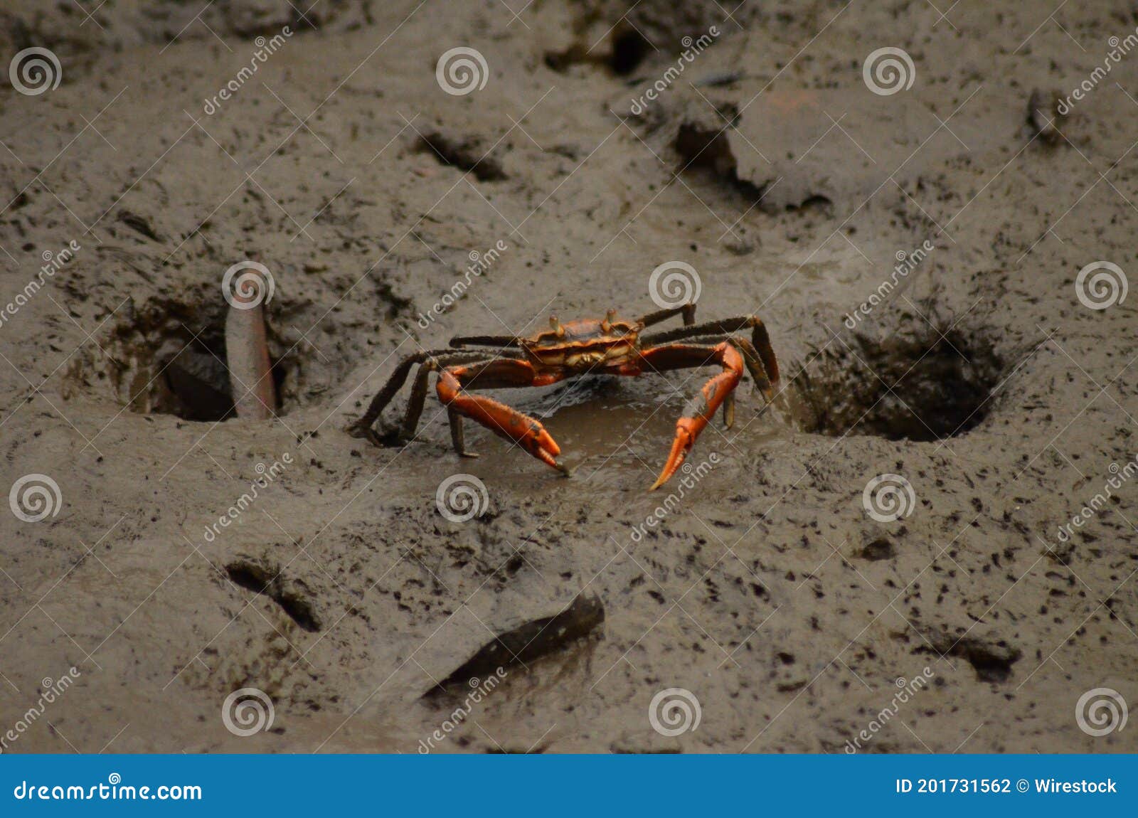High Angle Shot of a Crab in a Muddy Environment Stock Photo - Image of ...