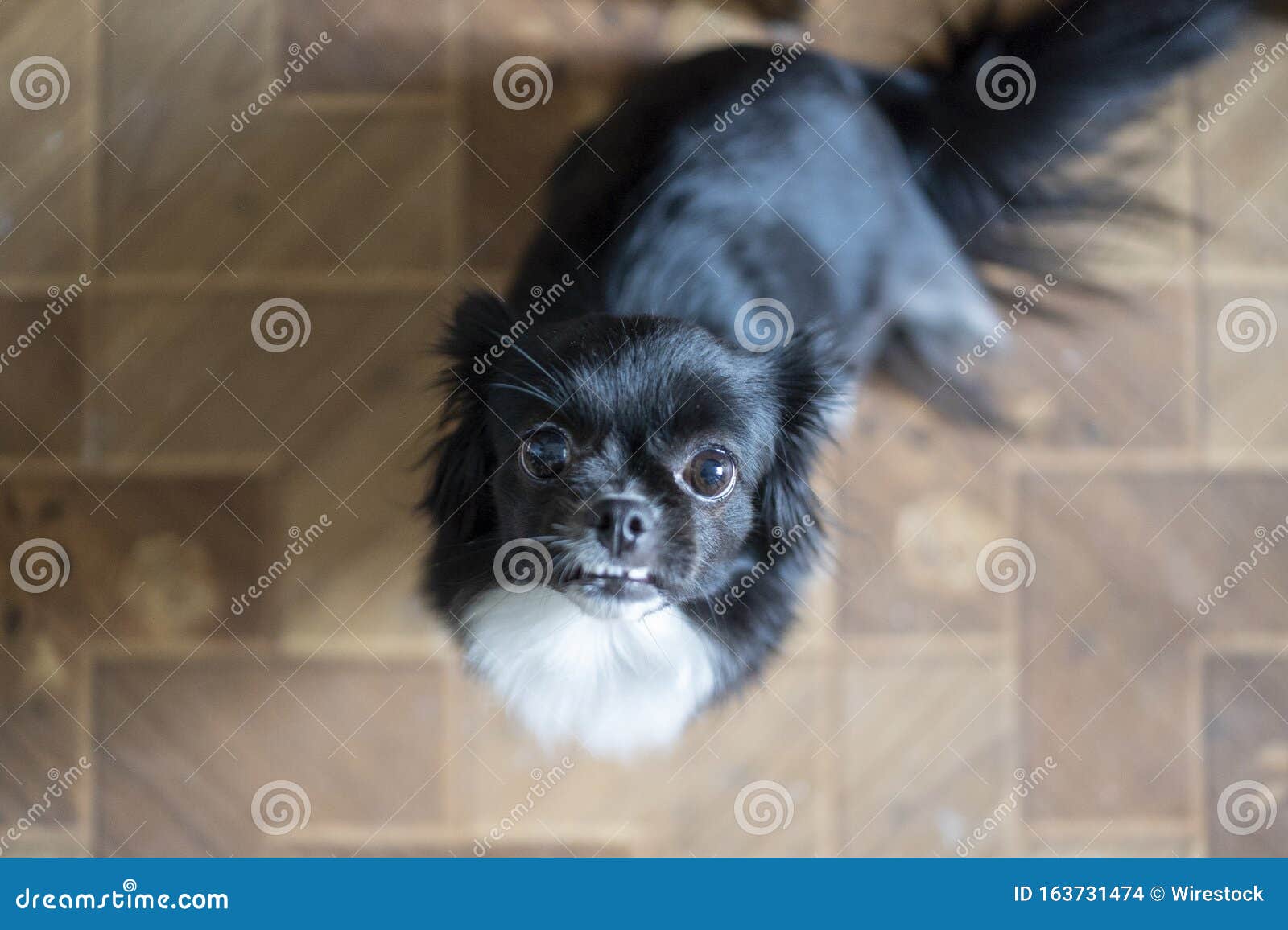 High Angle Shot of a Cute Black Dog Looking at the Camera on a Wooden ...