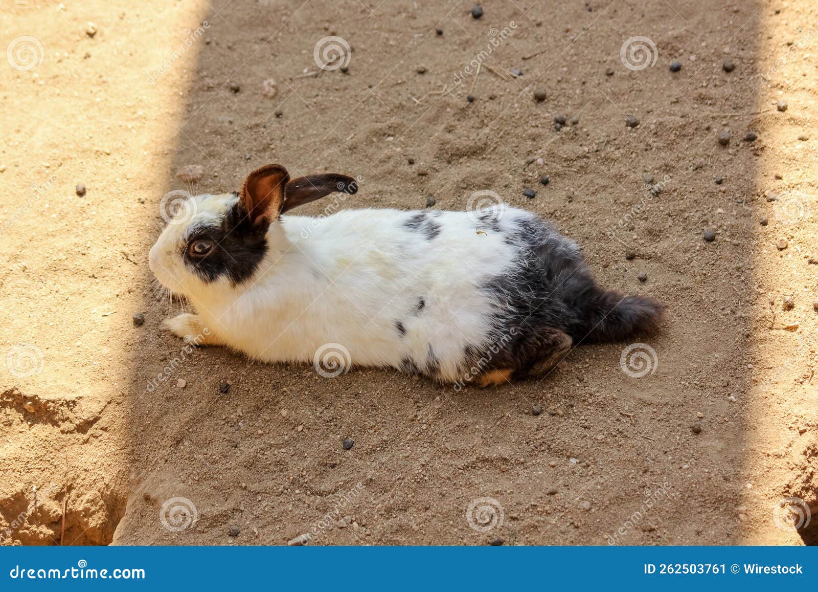 High-angle Shot of a Cute Butterfly Rabbit Resting on the Ground. Stock ...
