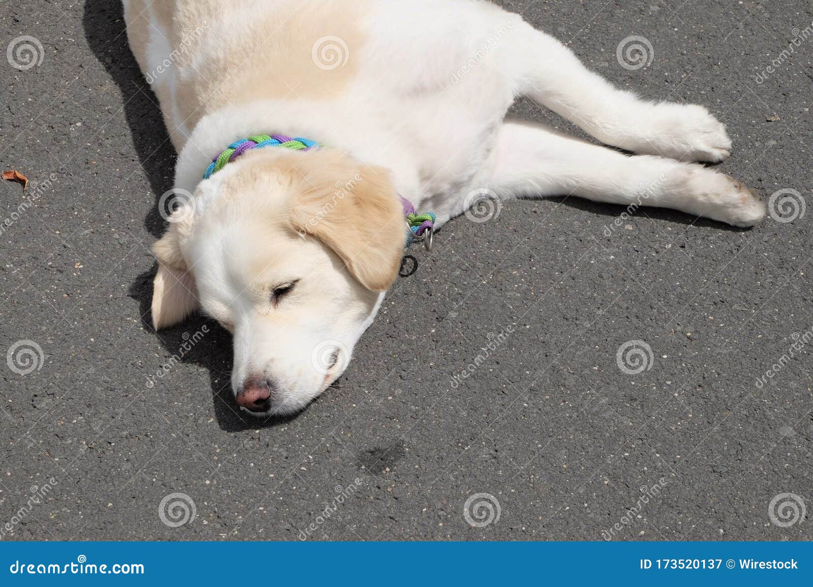 High Angle Shot of a Cute Dog Resting on a Cement Ground Stock Image ...