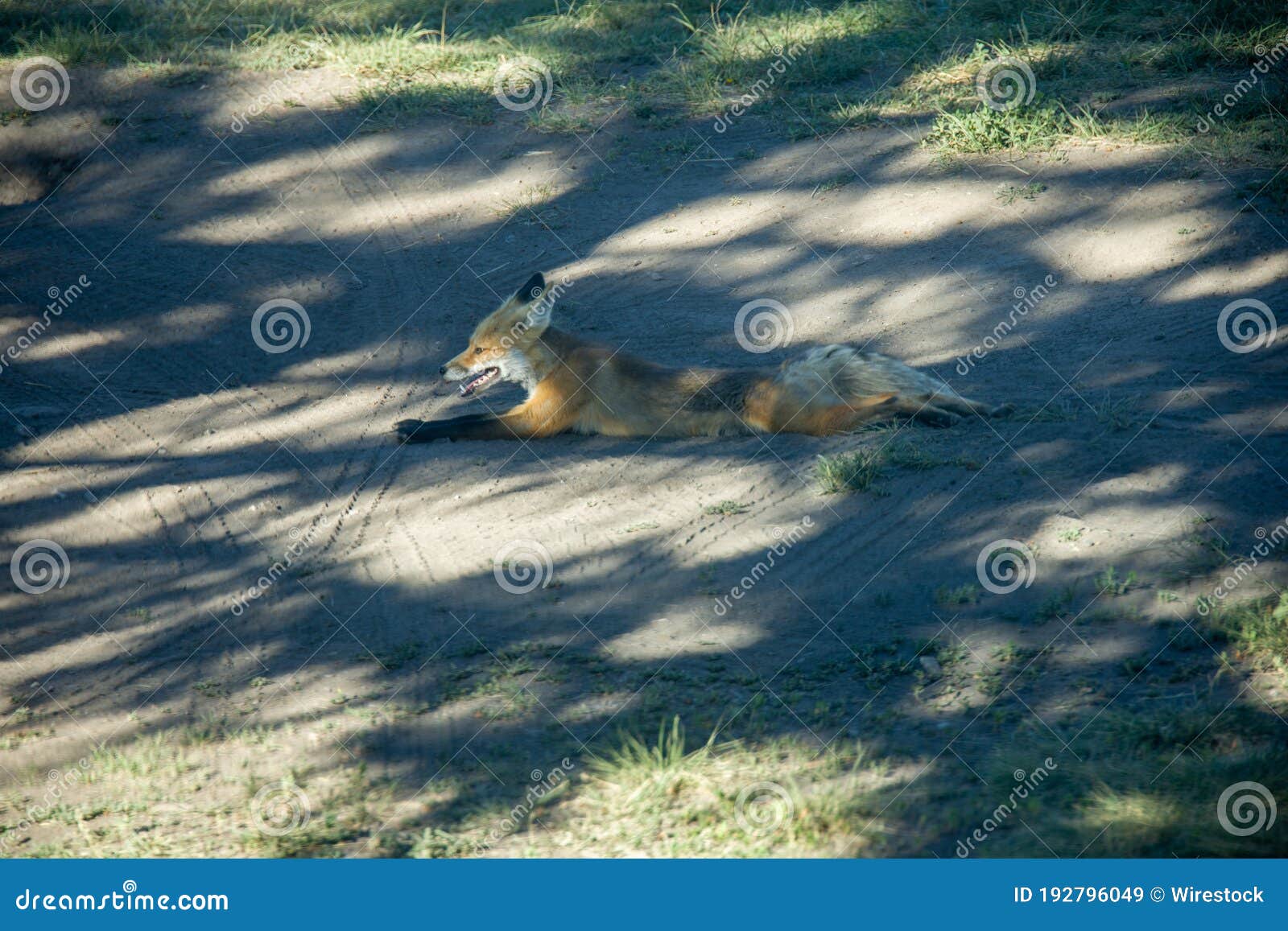 High Angle Shot of a Cute Fox Lying on the Sandy Ground Covered by the ...
