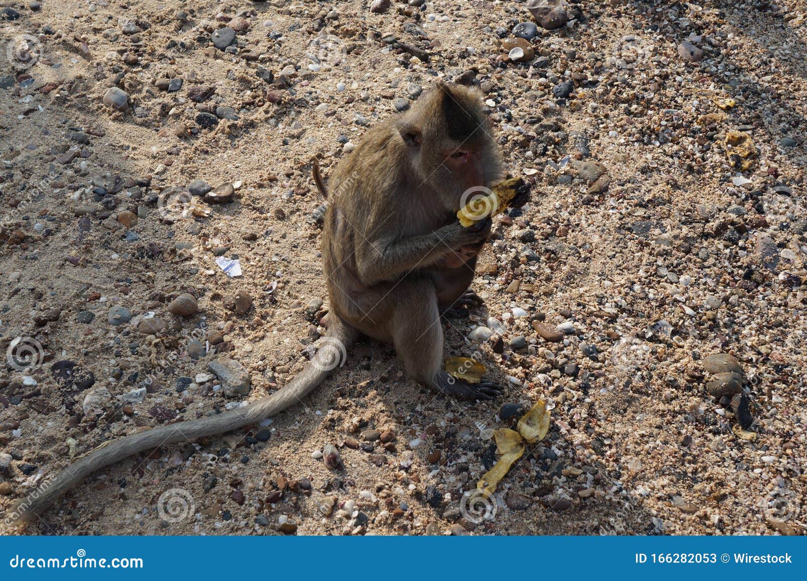 High Angle Shot of a Cute Monkey Eating a Fig while Sitting on the Soil ...