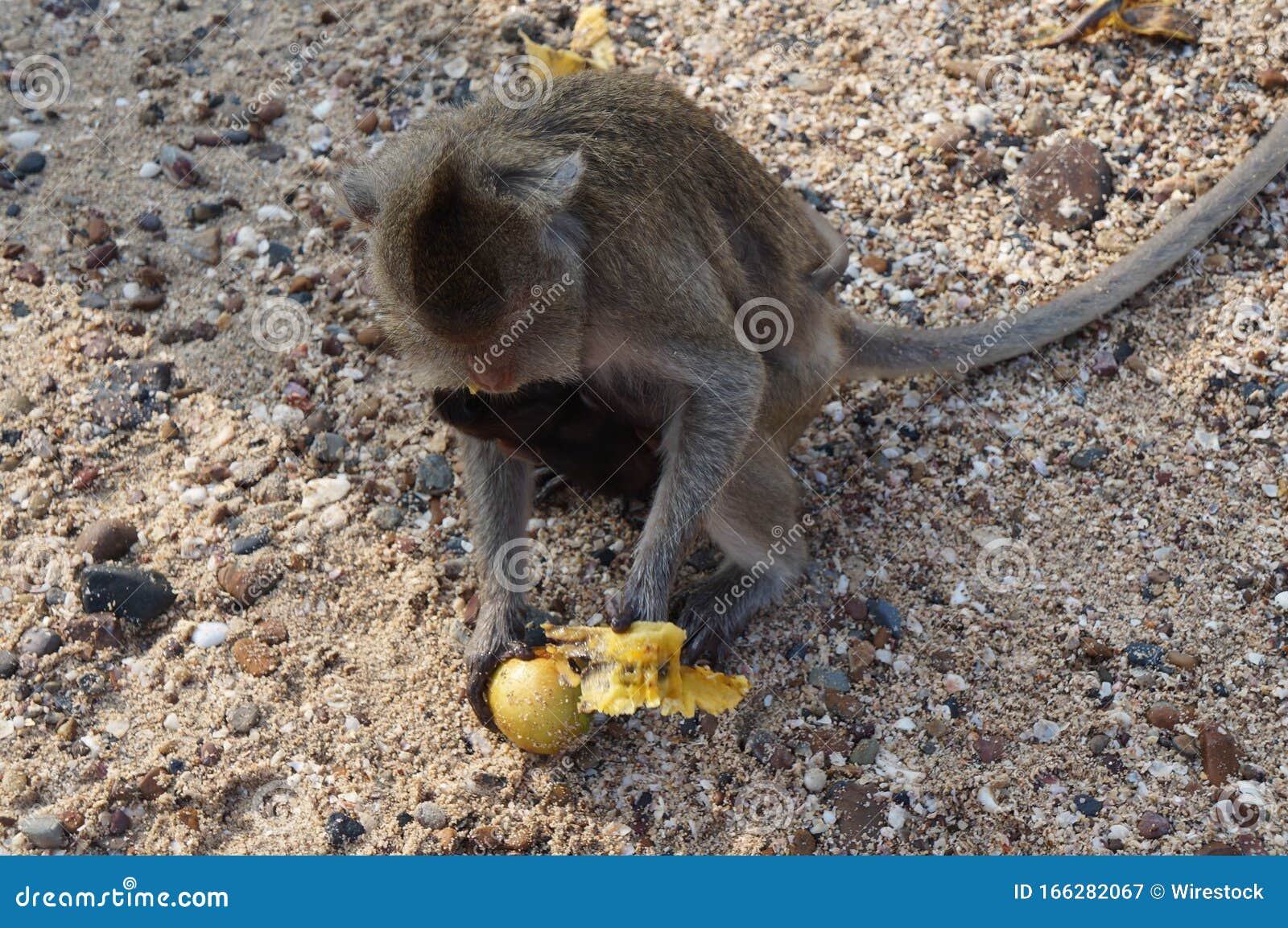 High Angle Shot of a Cute Monkey Eating a Mango while Sitting on the ...