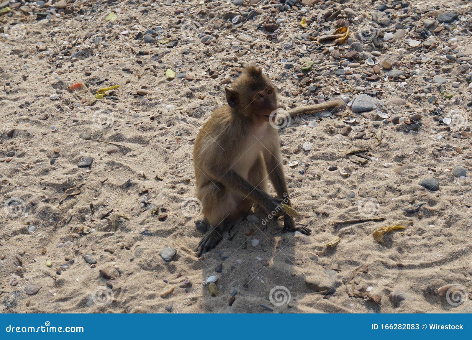 High Angle Shot of a Cute Smiling Monkey Sitting on the Sand of the ...
