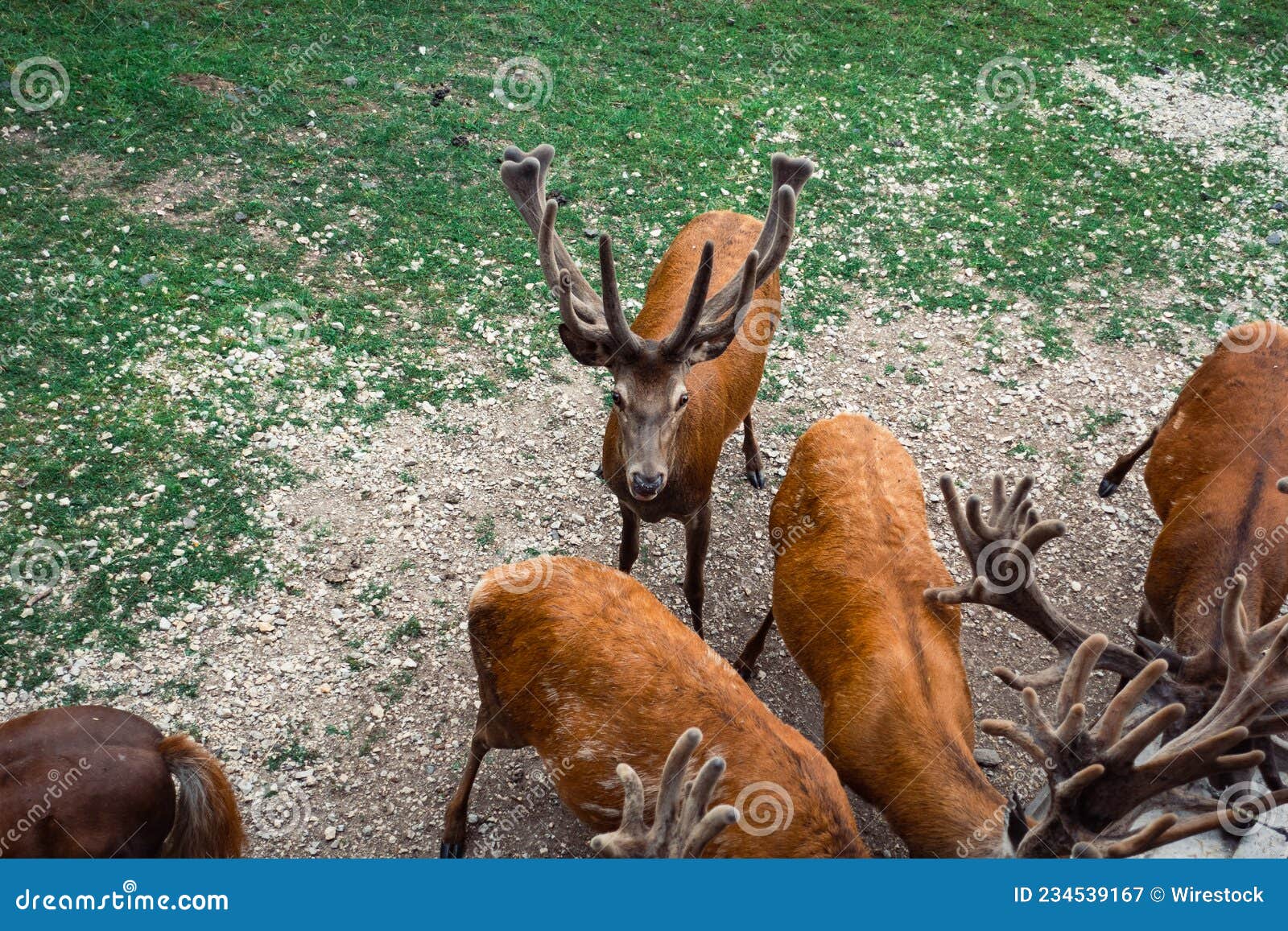 High Angle Shot of Deer in the Field Stock Image - Image of deer, high ...
