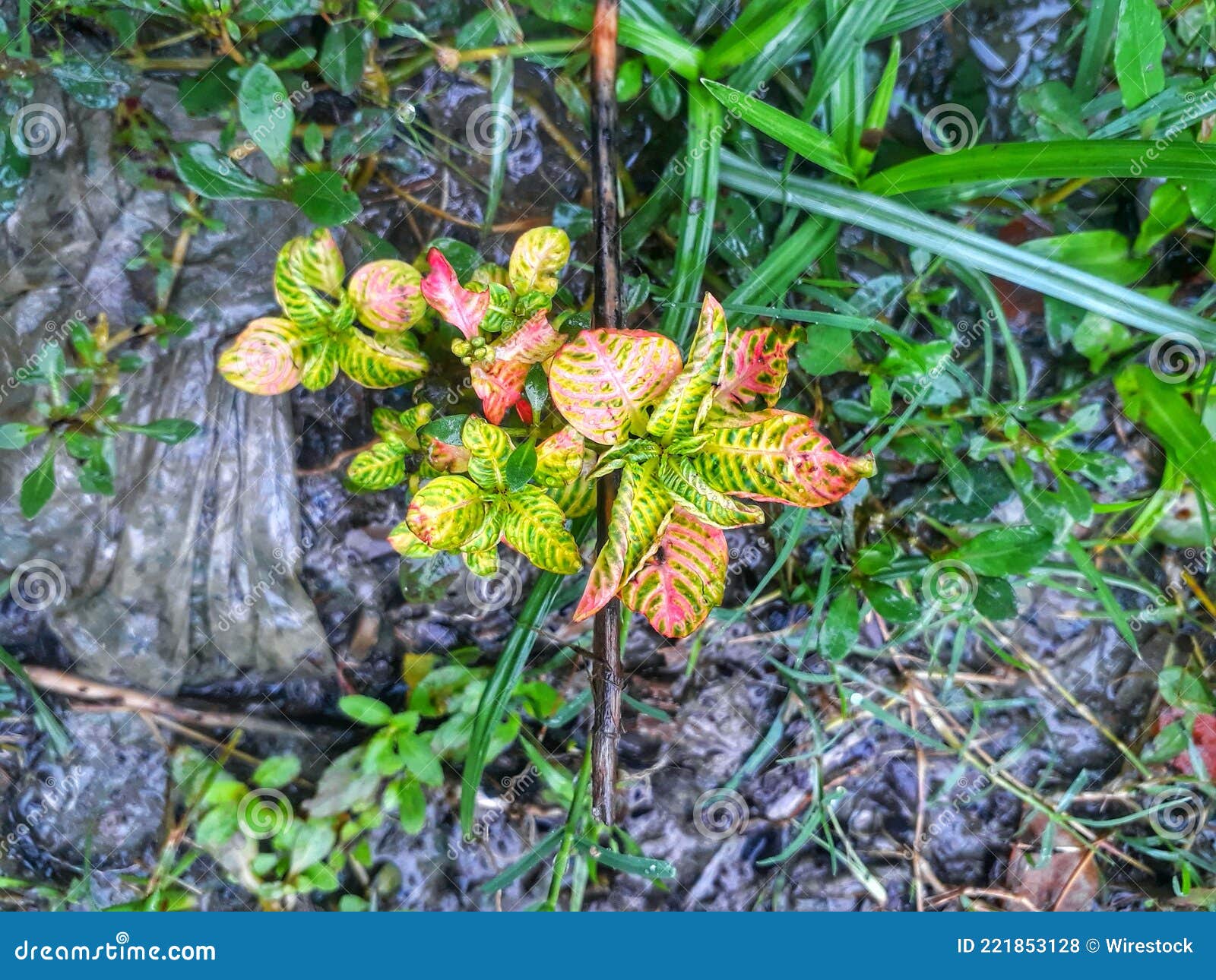 High Angle Shot of an Exotic Plant Surrounded by Grass and Weed in the ...