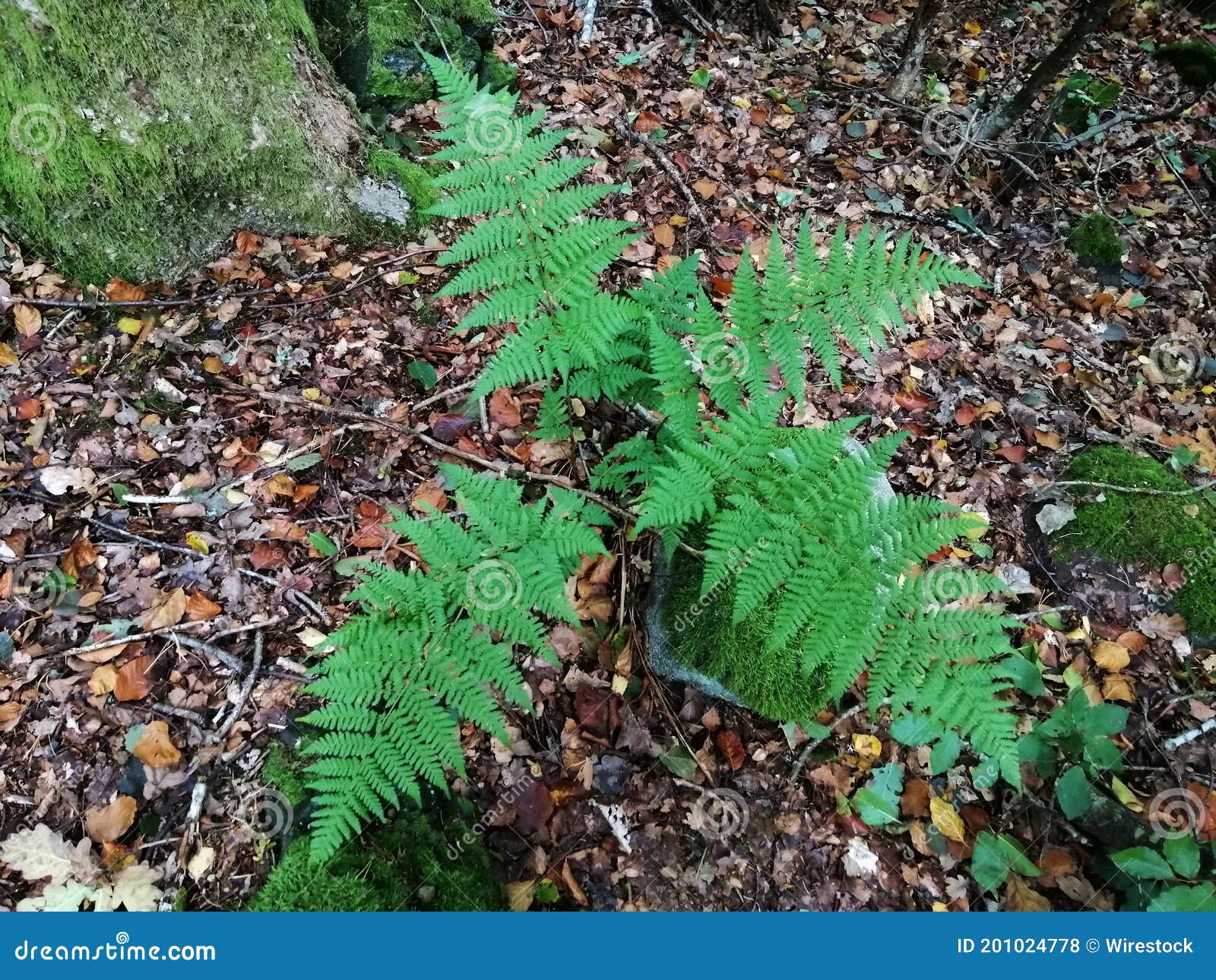 High Angle Shot of Fern Leaves in a Forest at Daylight Stock Photo ...