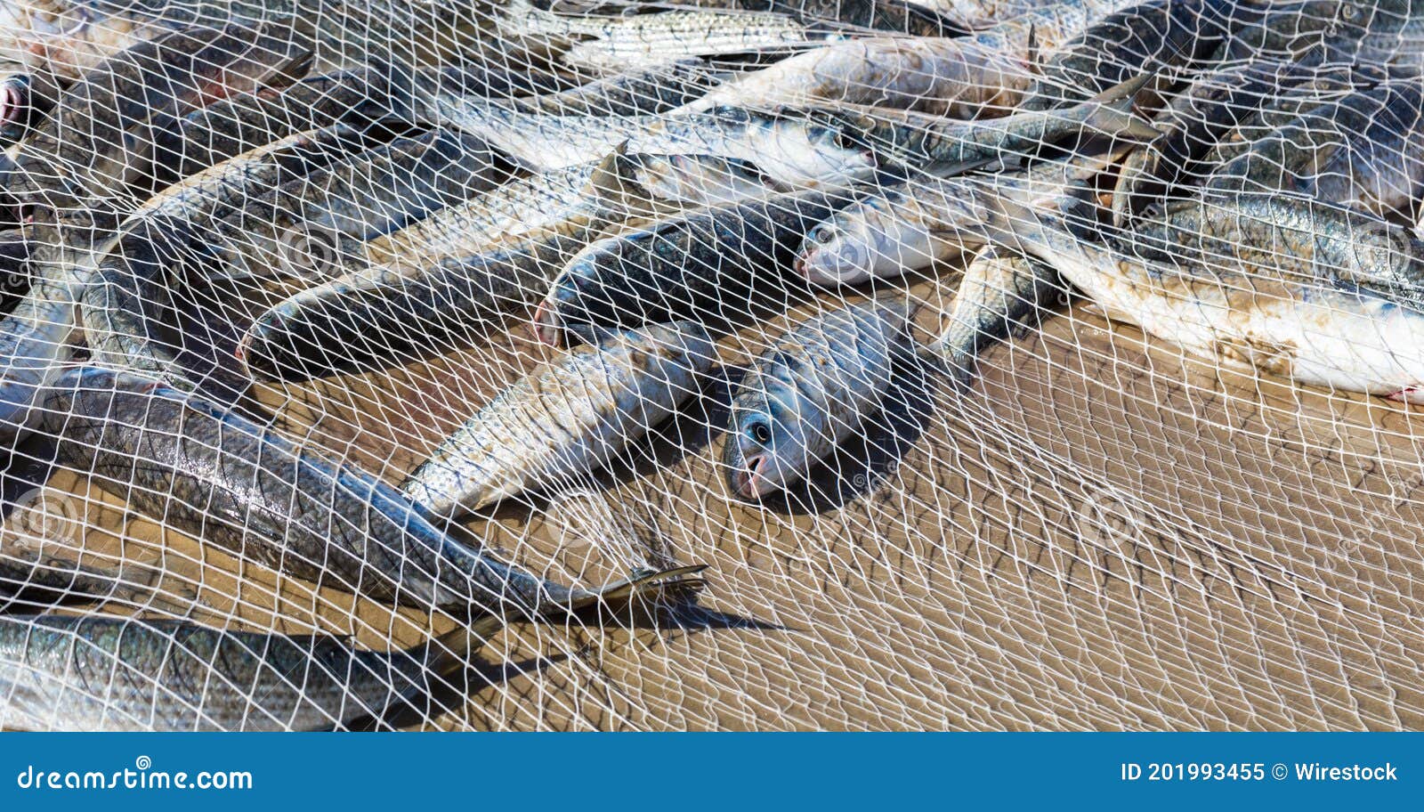 Fish Net Trapped's Fisherman Stock Photos - Free & Royalty-Free Stock ...