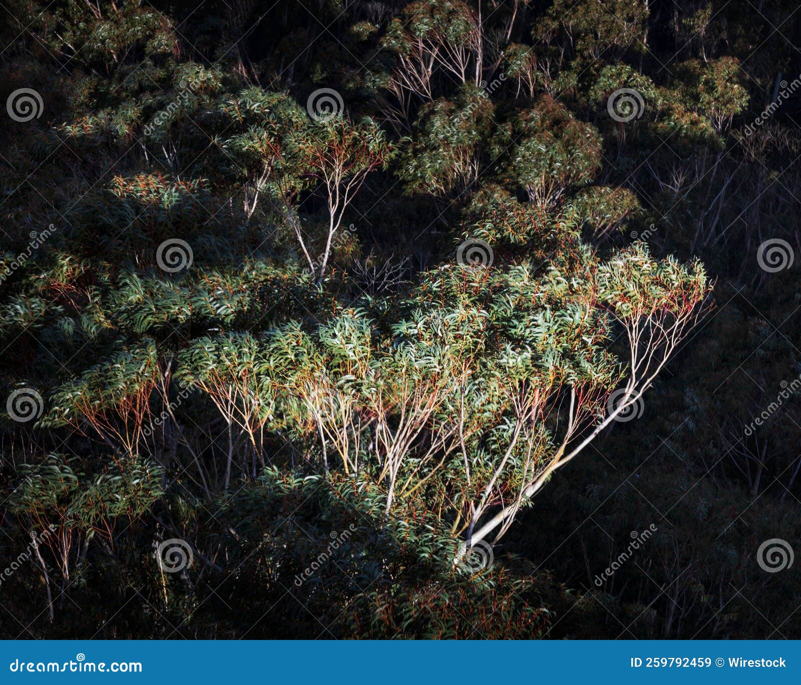 High Angle Shot of the a Forest with Green Trees Stock Image - Image of ...