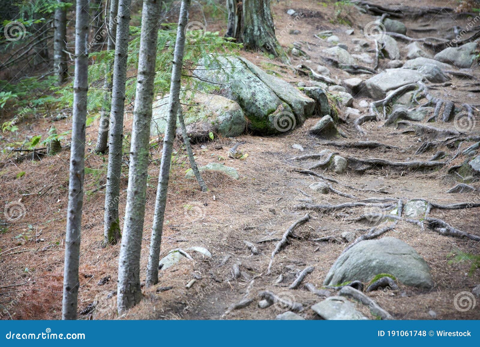 High Angle Shot of a Forest Ground with Visible Tree Roots and Rocks in ...