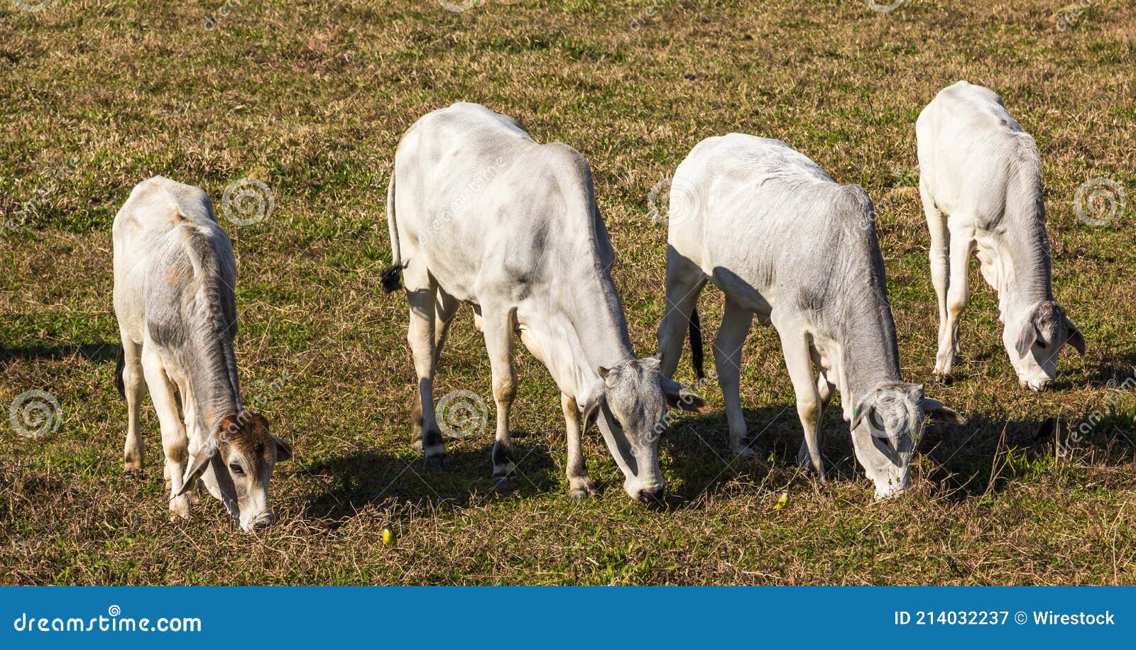 Four Goats Behind The Fence Royalty-Free Stock Image | CartoonDealer ...