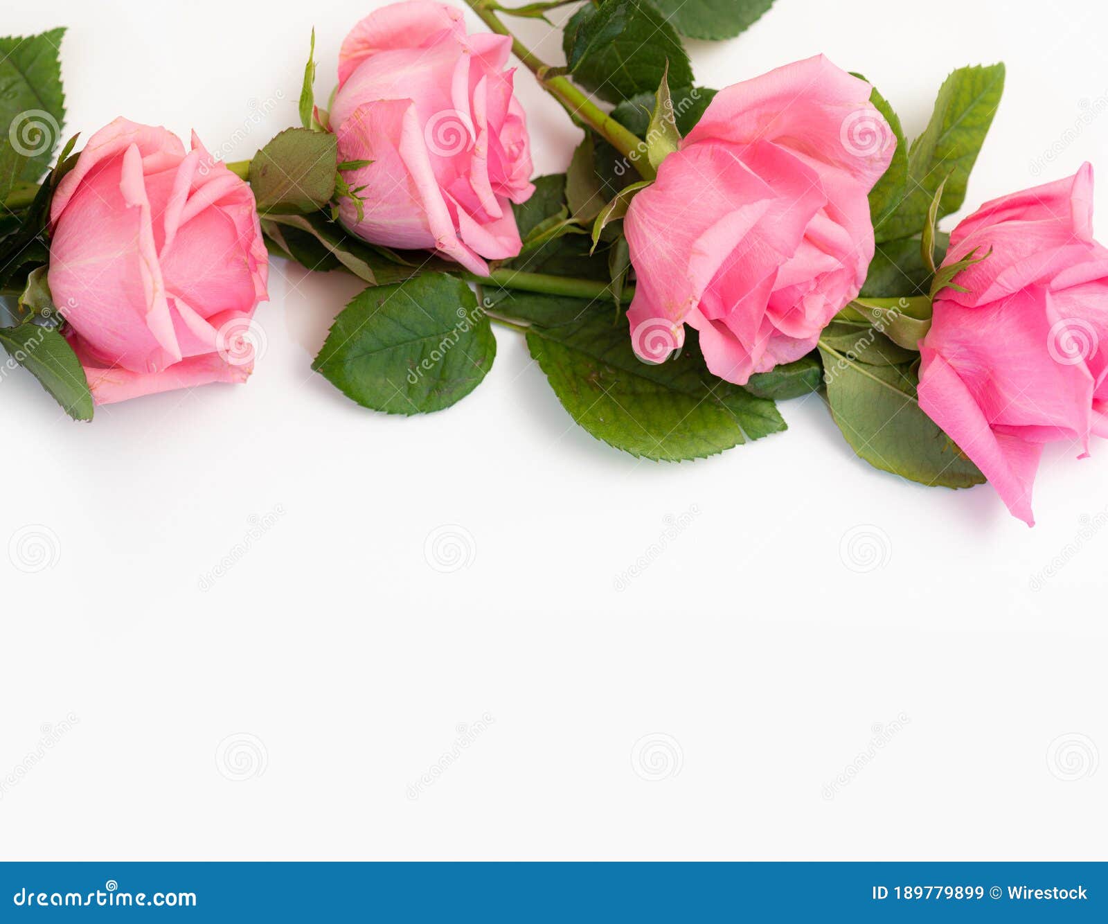 High Angle Shot of Four Magnificent Pink Roses on a White Surface Stock ...