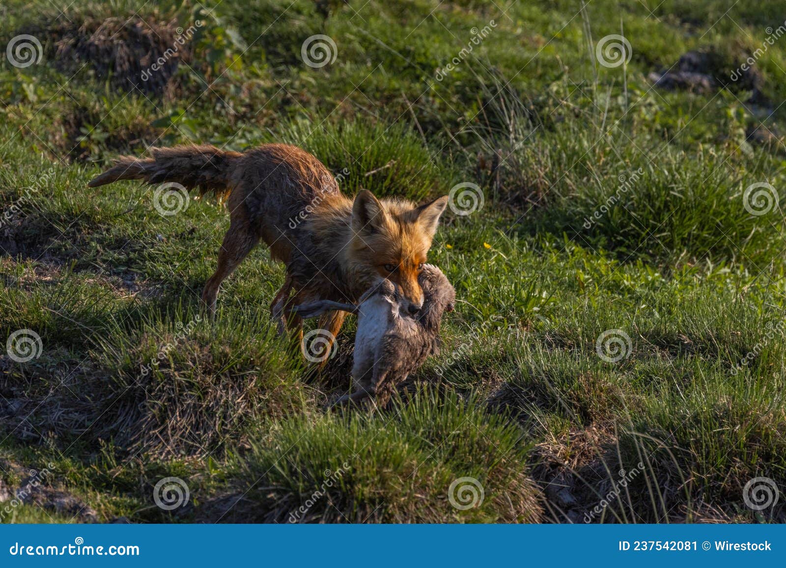 High Angle Shot of a Fox and Its Prey in the Mouth Stock Image - Image ...