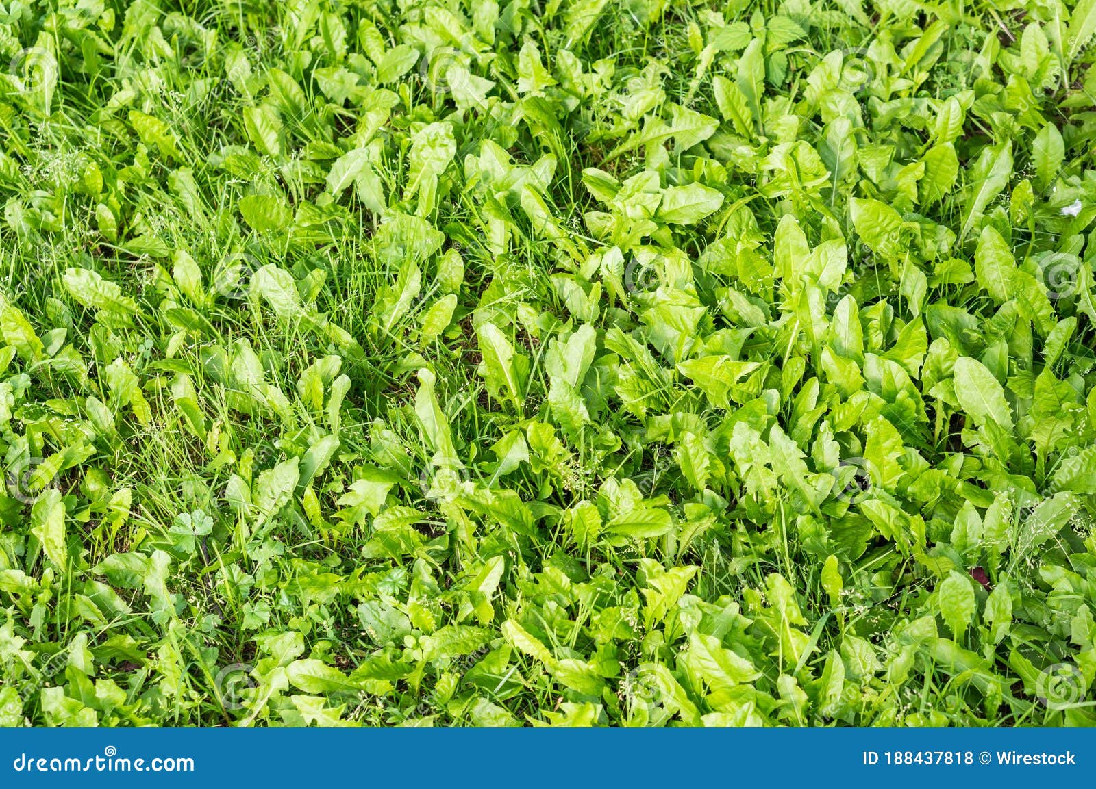 High Angle Shot of the Fresh Green Grass Stock Photo - Image of lawn ...