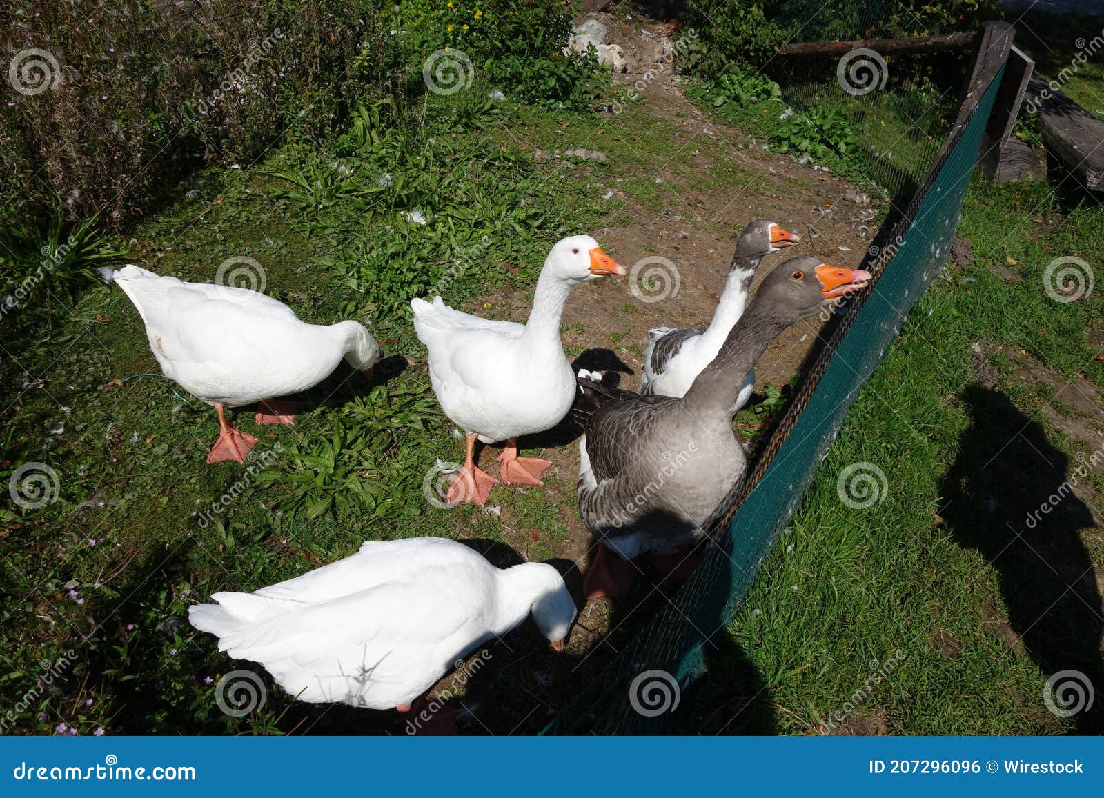 High Angle Shot of Geese Behind the Fence Stock Photo - Image of wild ...