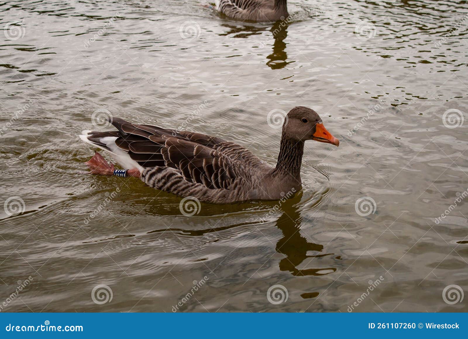 High Angle Shot of a Goose Swimming in a Pond in a Park Stock Photo ...