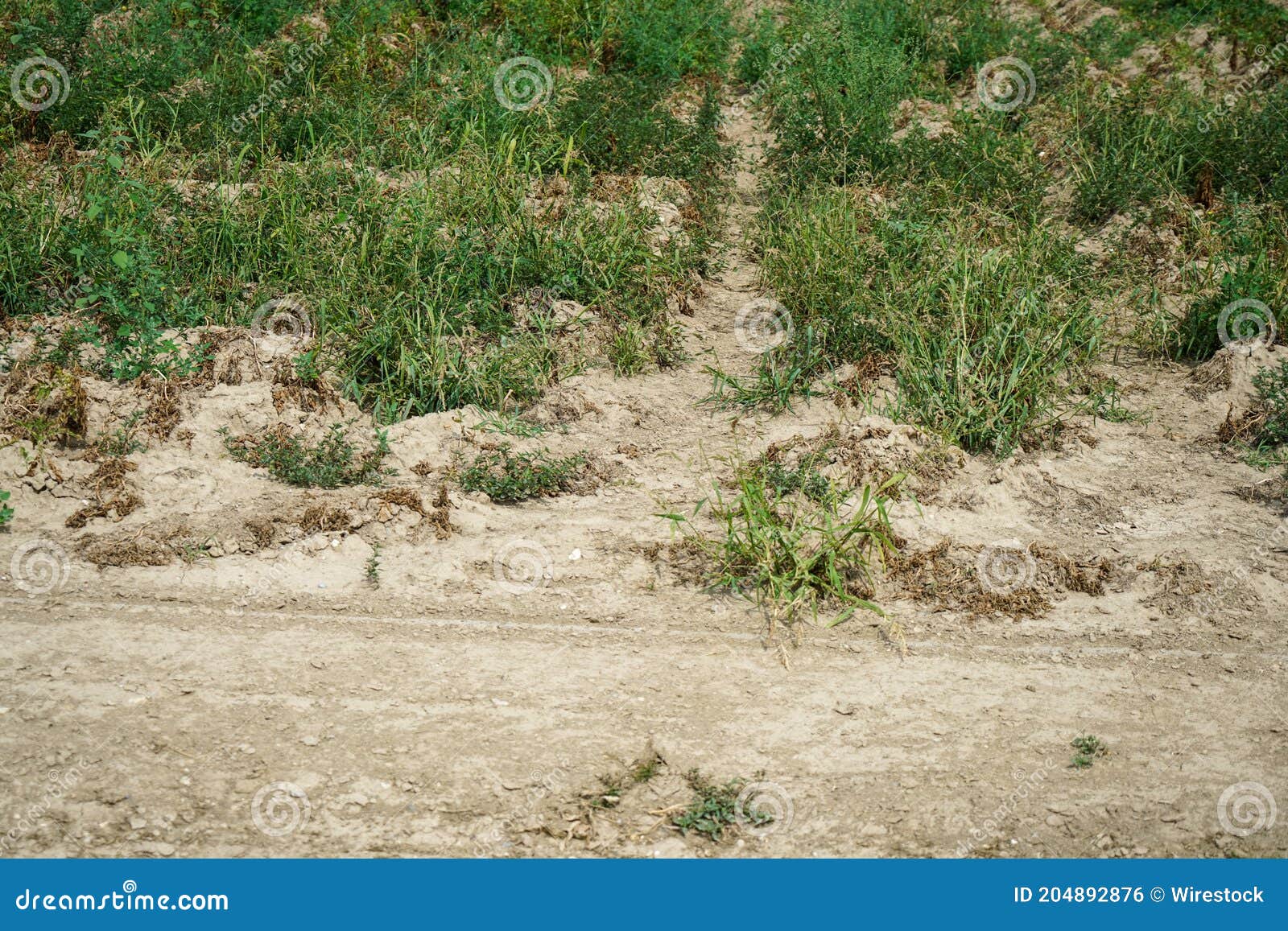 High Angle Shot of Grass on the Sandy Ground Stock Photo - Image of ...