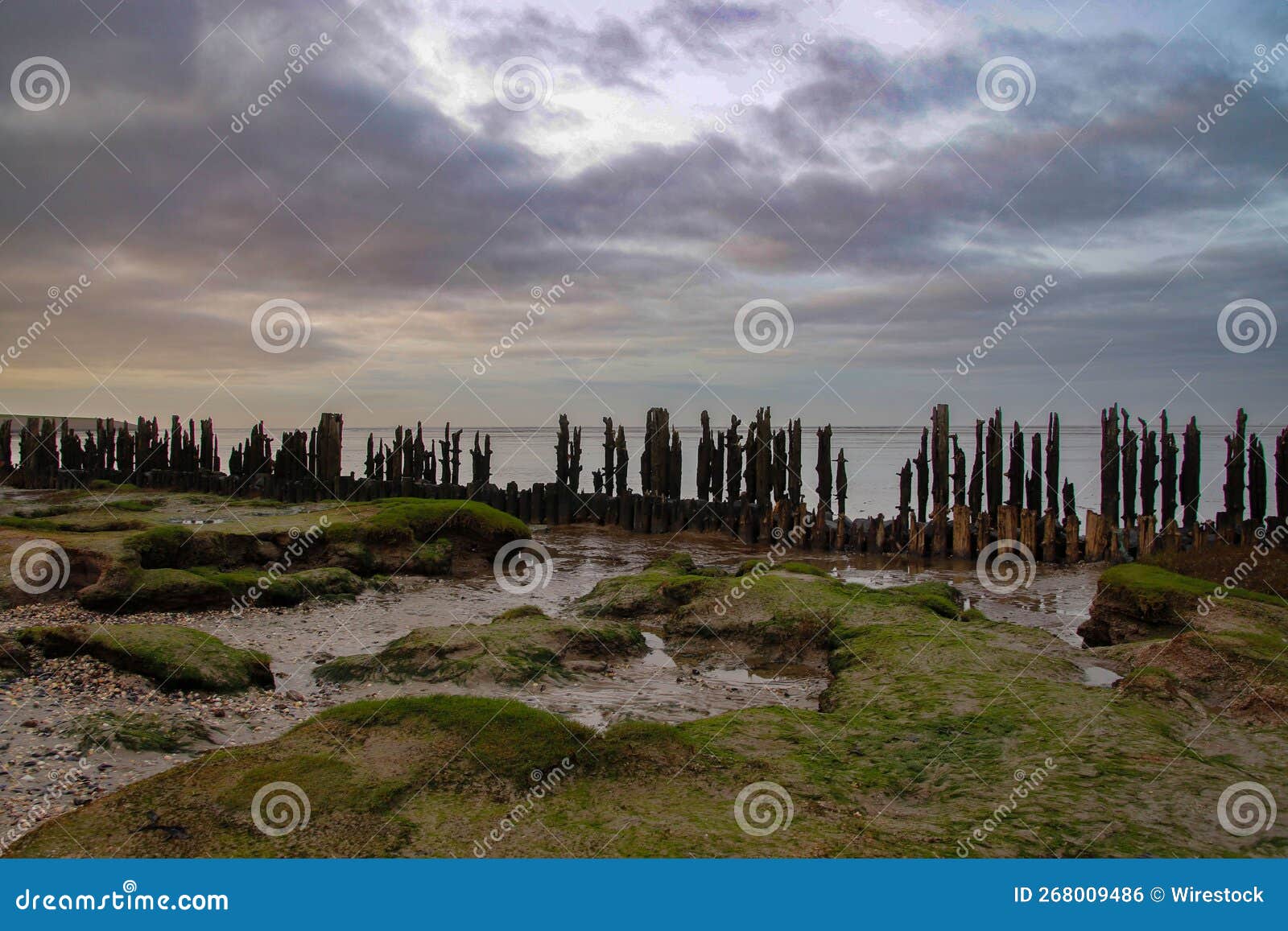 High-angle Shot of a Grassy Coast Lined with Cacti with the Calm Sea in ...