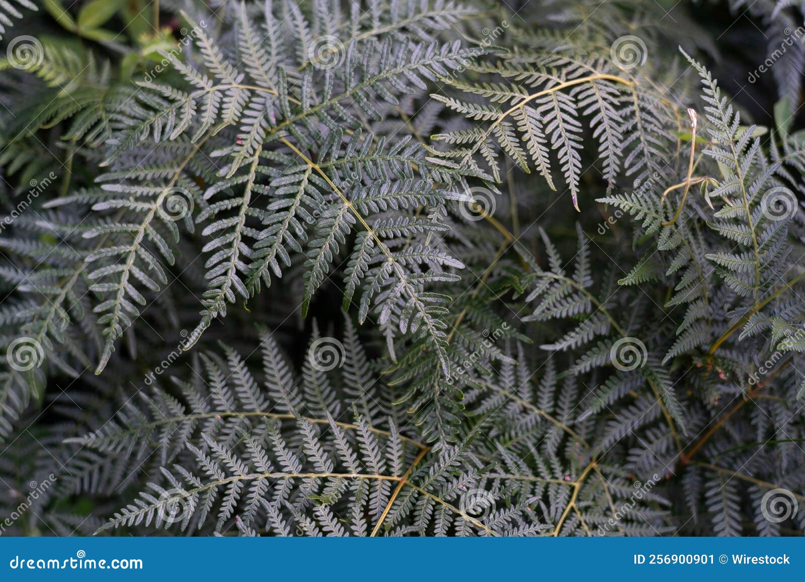 High Angle Shot of Green Ferns in a Forest Stock Image - Image of ...