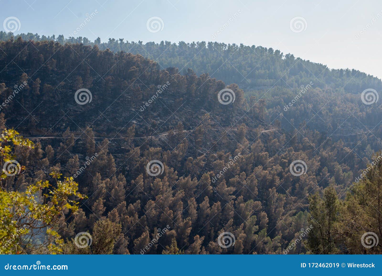 High Angle Shot of the Green Trees in the Forest in the Mountains Stock ...