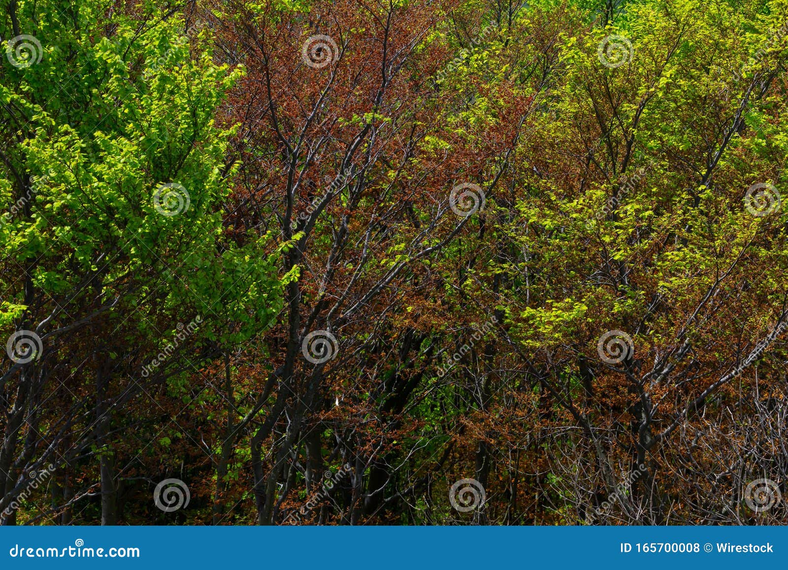 High Angle Shot of Green Trees in the Mountains in Autumn Stock Photo ...