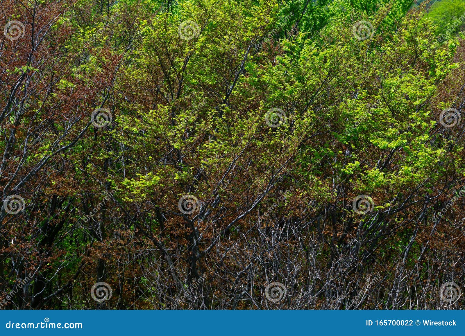 High Angle Shot of Green Trees in the Mountains in Autumn Stock Photo ...