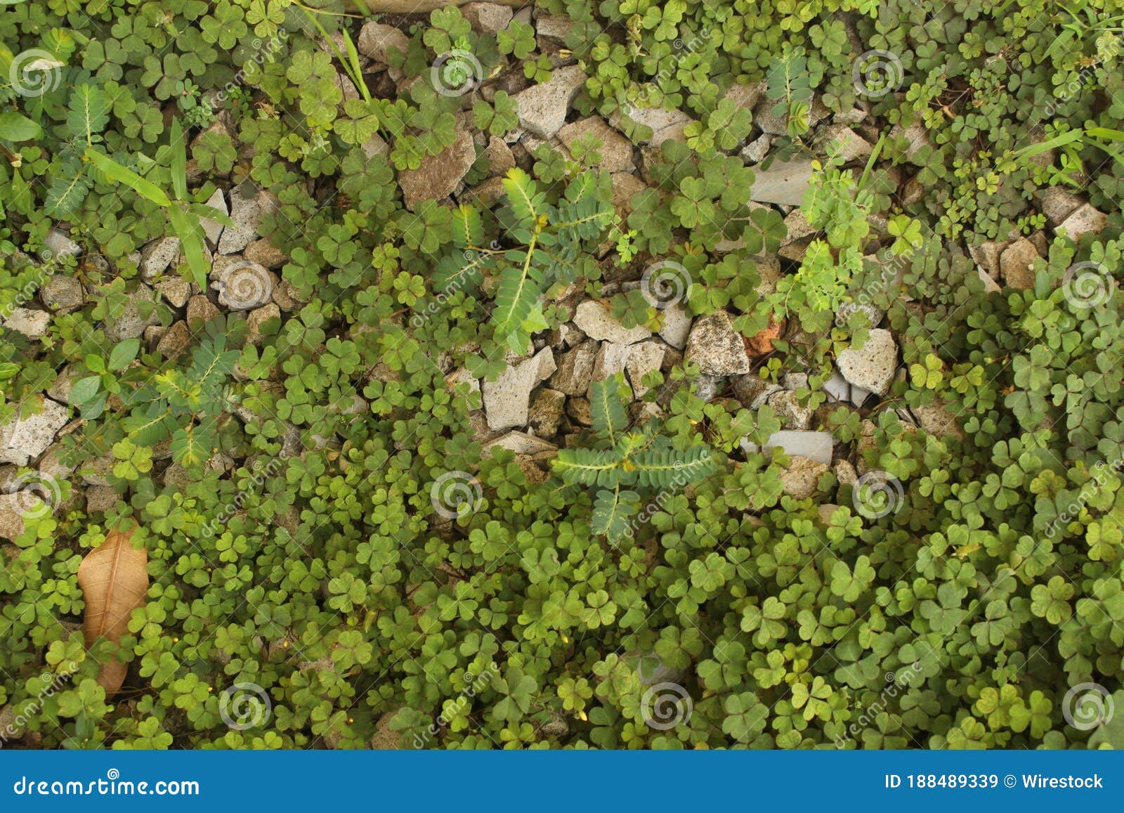 High Angle Shot of a Ground Covered with Greenery and Some Small Rocks ...