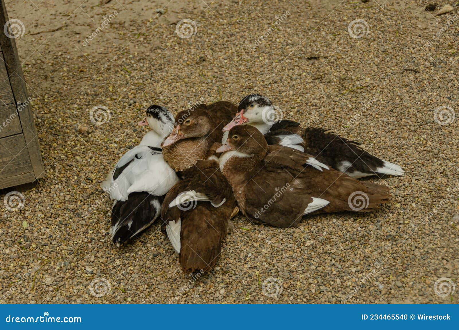 High Angle Shot of a Group of Little Ducks Sitting and Hugging Each ...