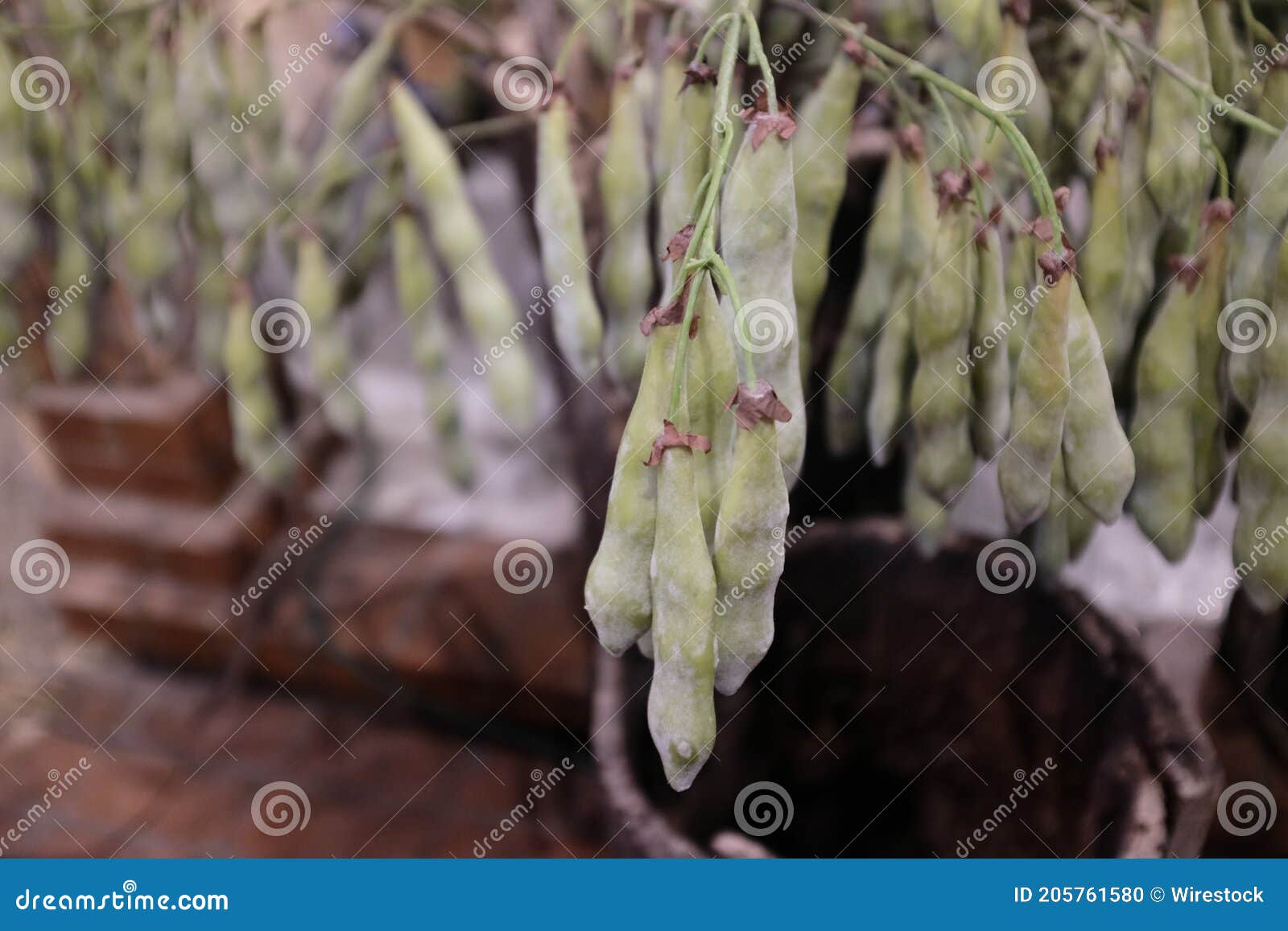 High Angle Shot of Growing Green Peas Stock Photo - Image of crop ...