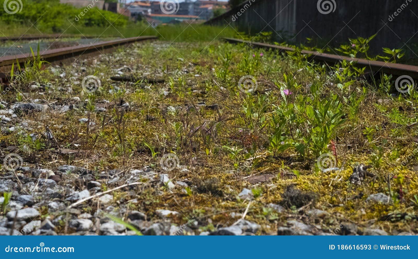 High Angle Shot of Growing Greenery on a Track Railway Stock Image ...