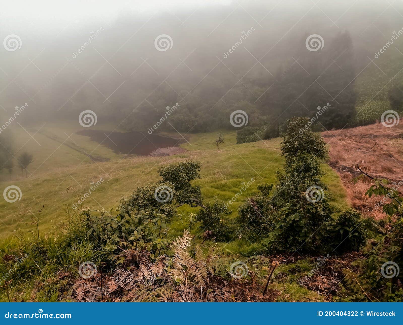 High Angle Shot of an Hill with Trees Covered with Fog Stock Photo ...