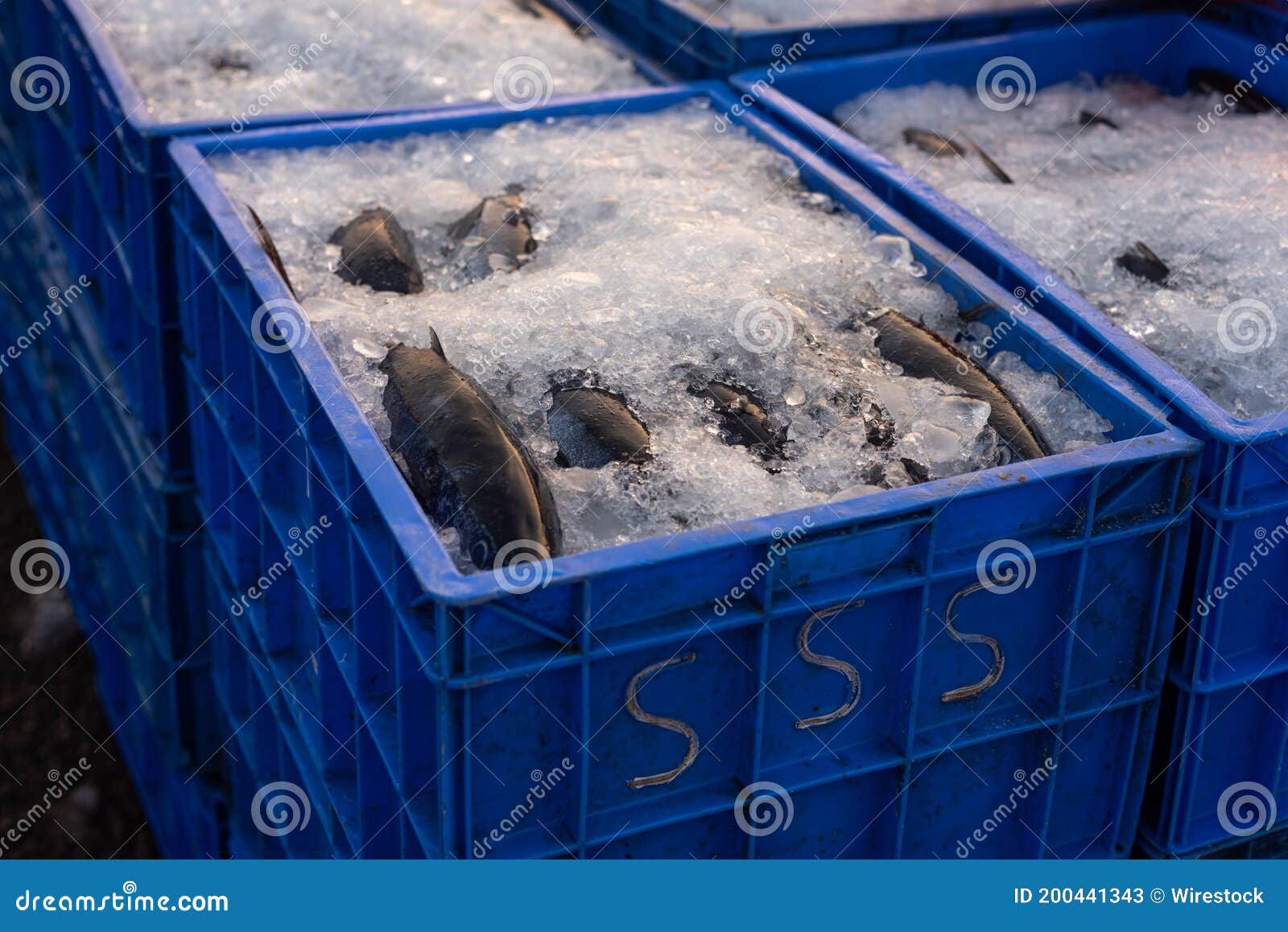 Iced Fish Royalty-Free Stock Photography | CartoonDealer.com #117762239