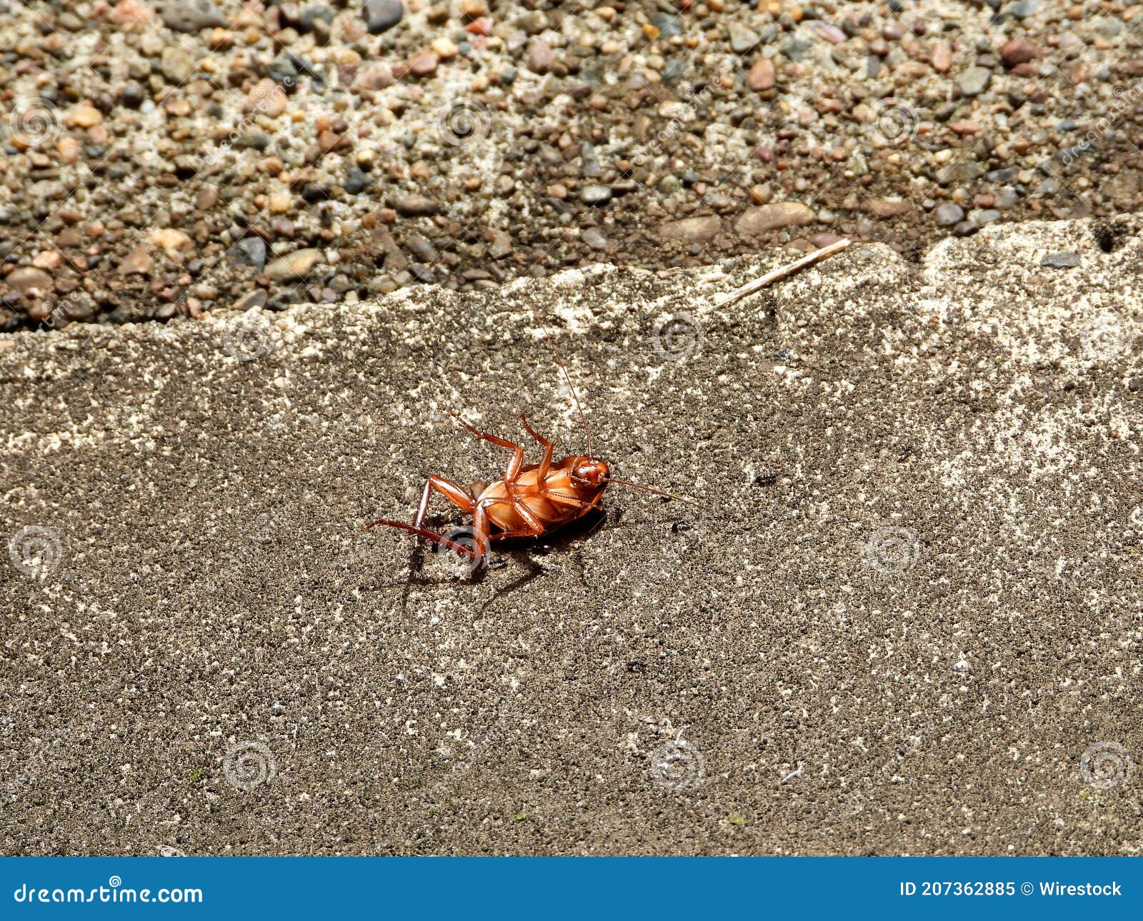 High Angle Shot of an Insect Upside Down on the Ground Stock Image ...