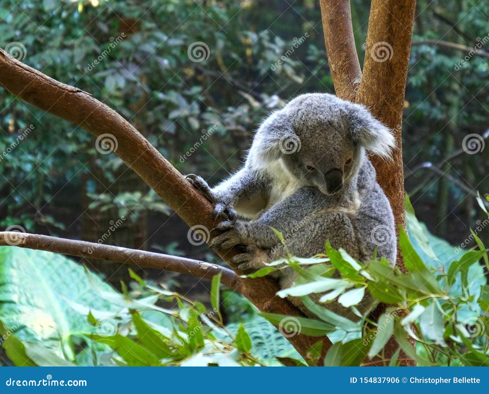 High Angle Shot of a Koala in a Tree at Blackbutt Reserve Stock Photo ...