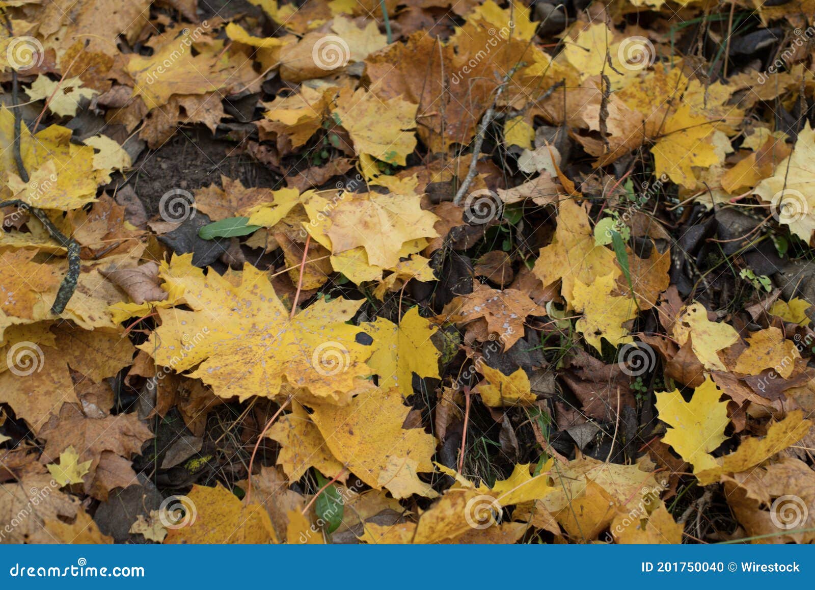 High Angle Shot of Leaf Foliage - Concept of Autumn/Fall Stock Photo ...