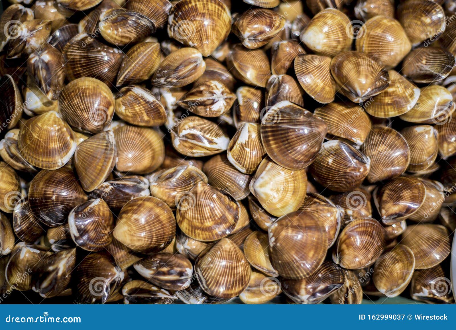 High Angle Shot of Many Identical Brown Seashells - Perfect for a ...