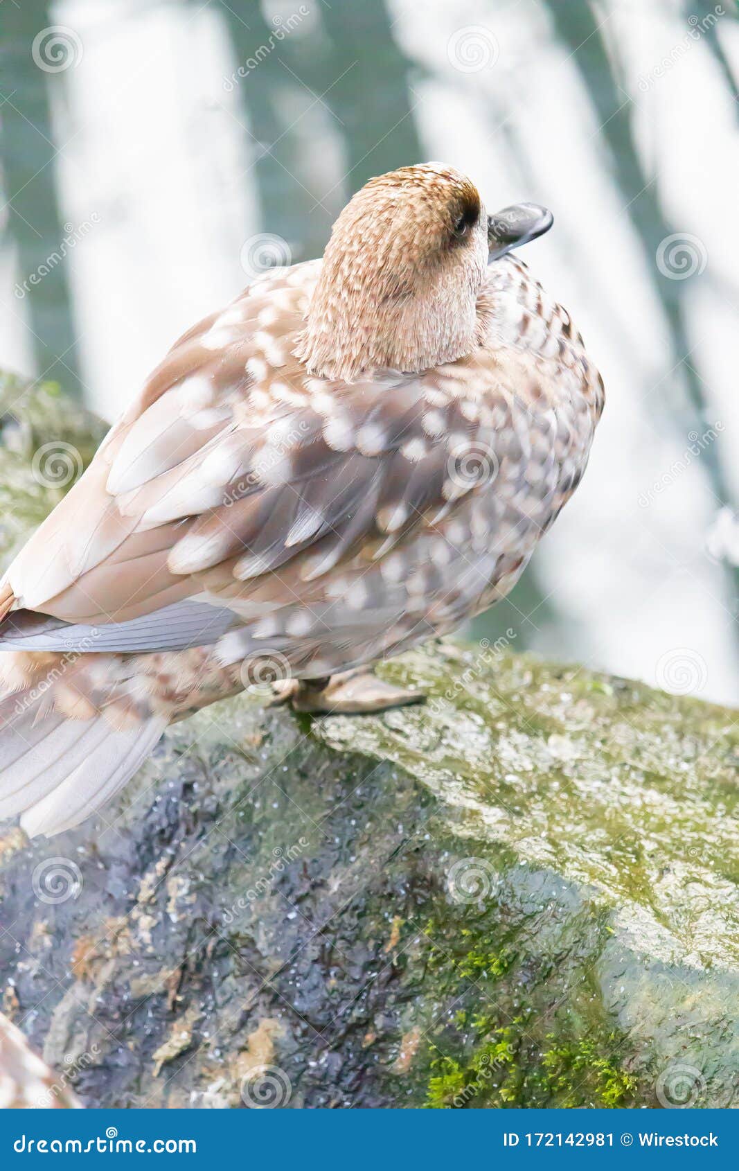 High Angle Shot of a Marbled Duck Perched on a Mossy Rock Stock Image ...