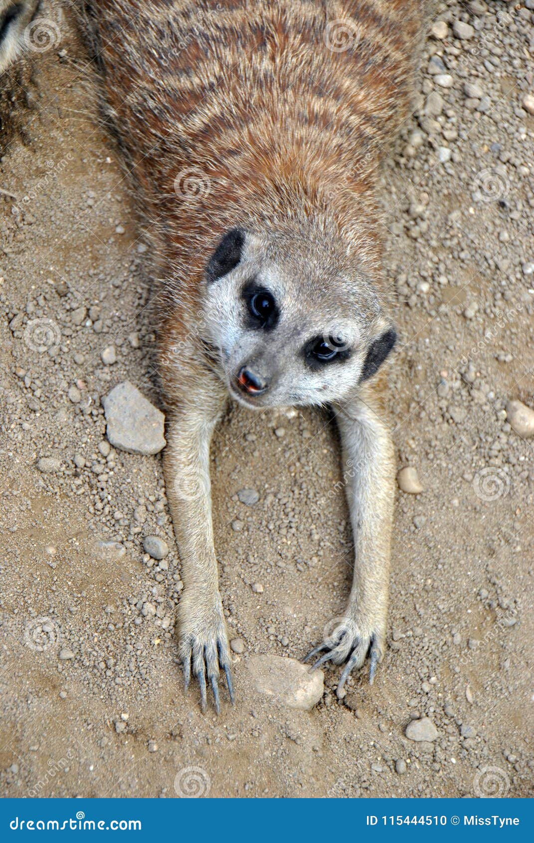 High Angle Shot of a Meerkat Relaxing Stock Photo - Image of meerkat ...